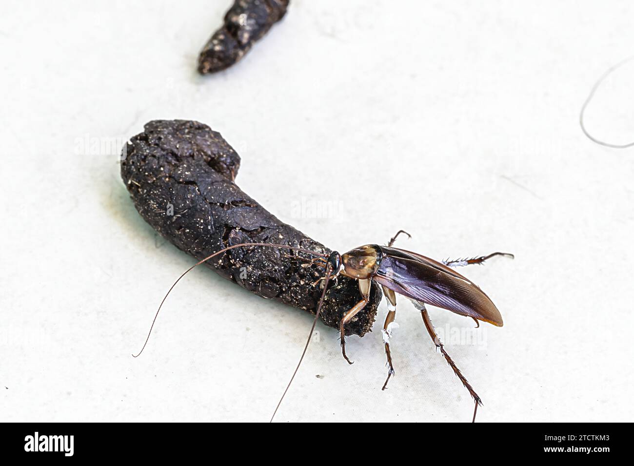 Insect feces Cut Out Stock Images & Pictures - Alamy