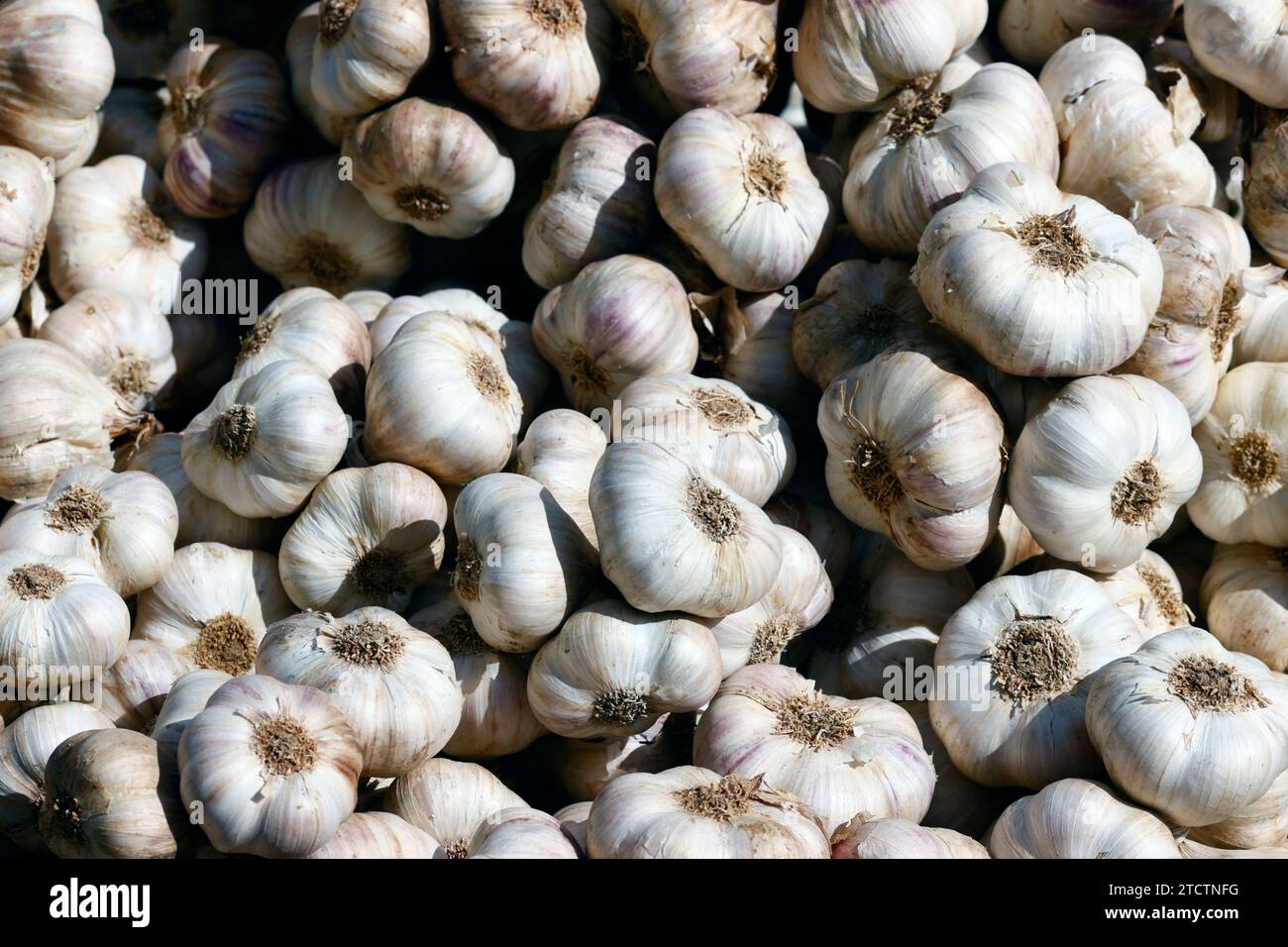 White garlic on market hi-res stock photography and images - Alamy