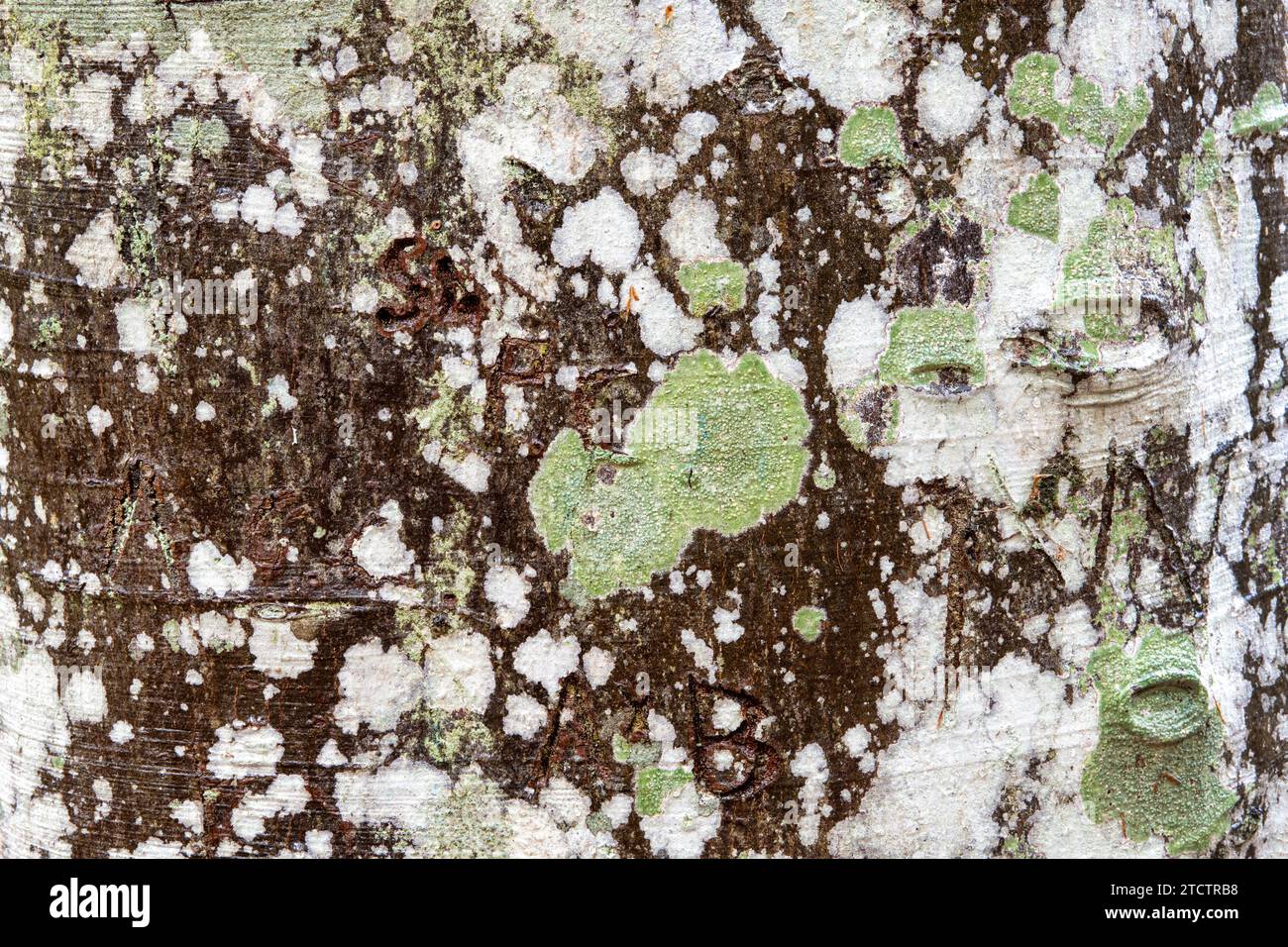 Tree white lichen hi-res stock photography and images - Alamy