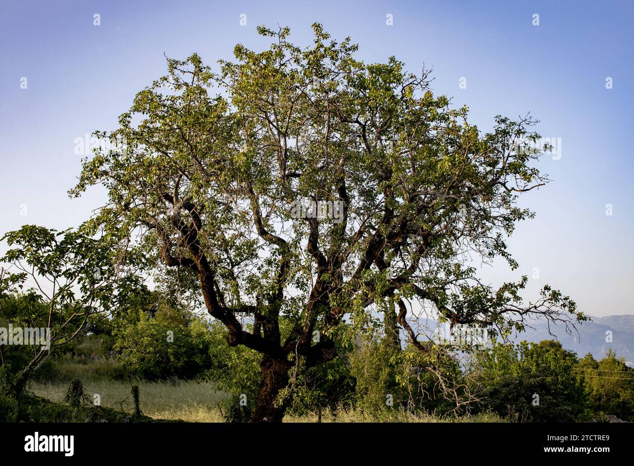 Famous tree in a village overlooking Podgorica, Montenegro Stock Photo ...