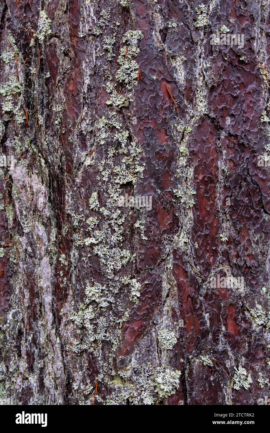 Pinus sylvestris. Scots pine tree bark. Scotland Stock Photo - Alamy