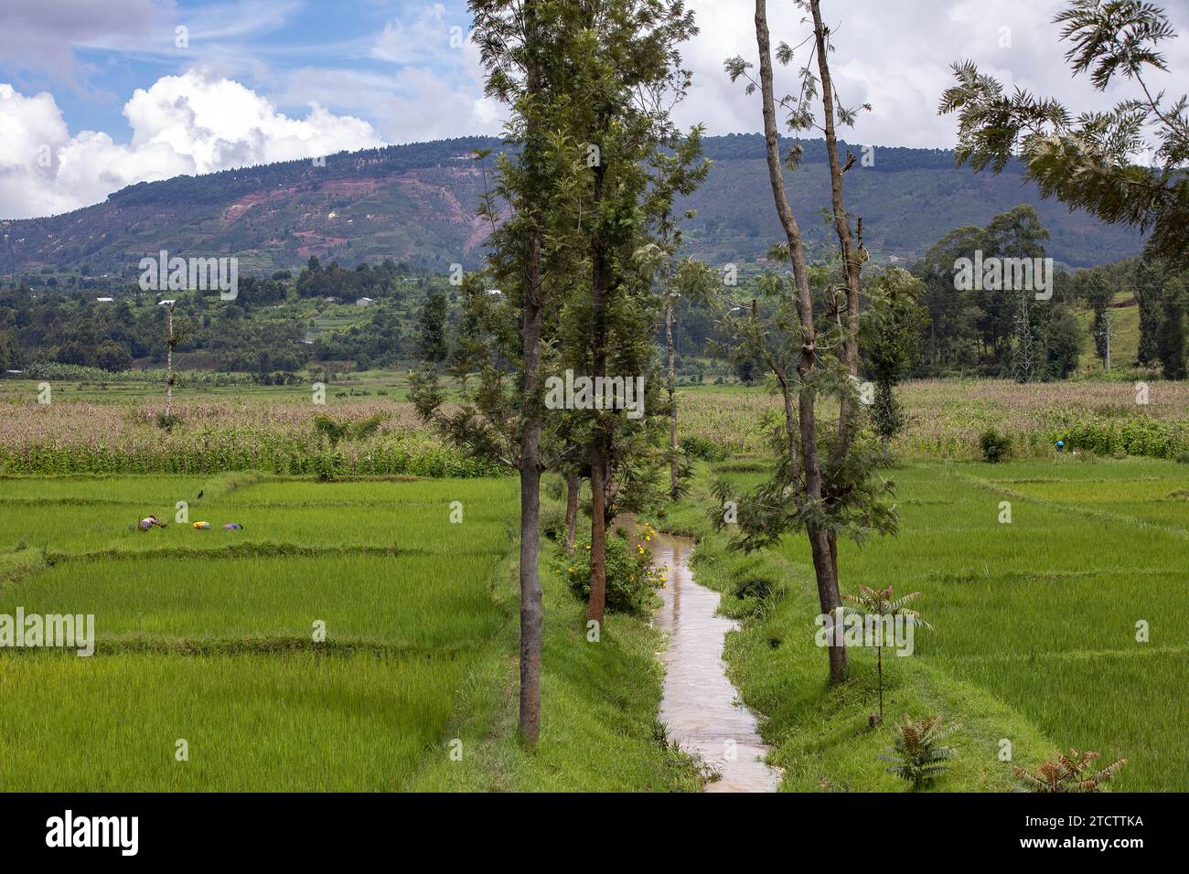 Rice fields near Muhanga, Rwanda Stock Photo - Alamy
