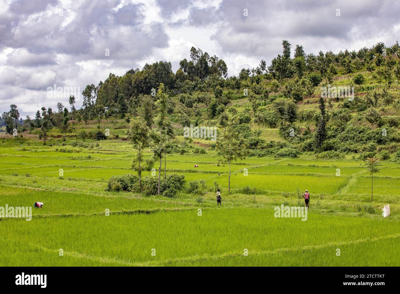 Rice fields near Muhanga, Rwanda Stock Photo - Alamy