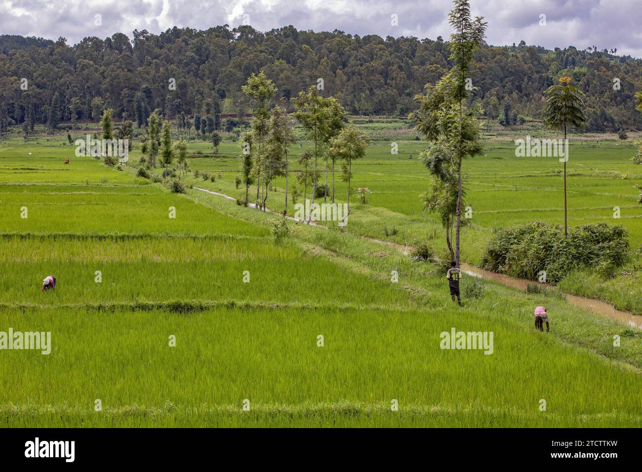 Rice fields near Muhanga, Rwanda Stock Photo - Alamy