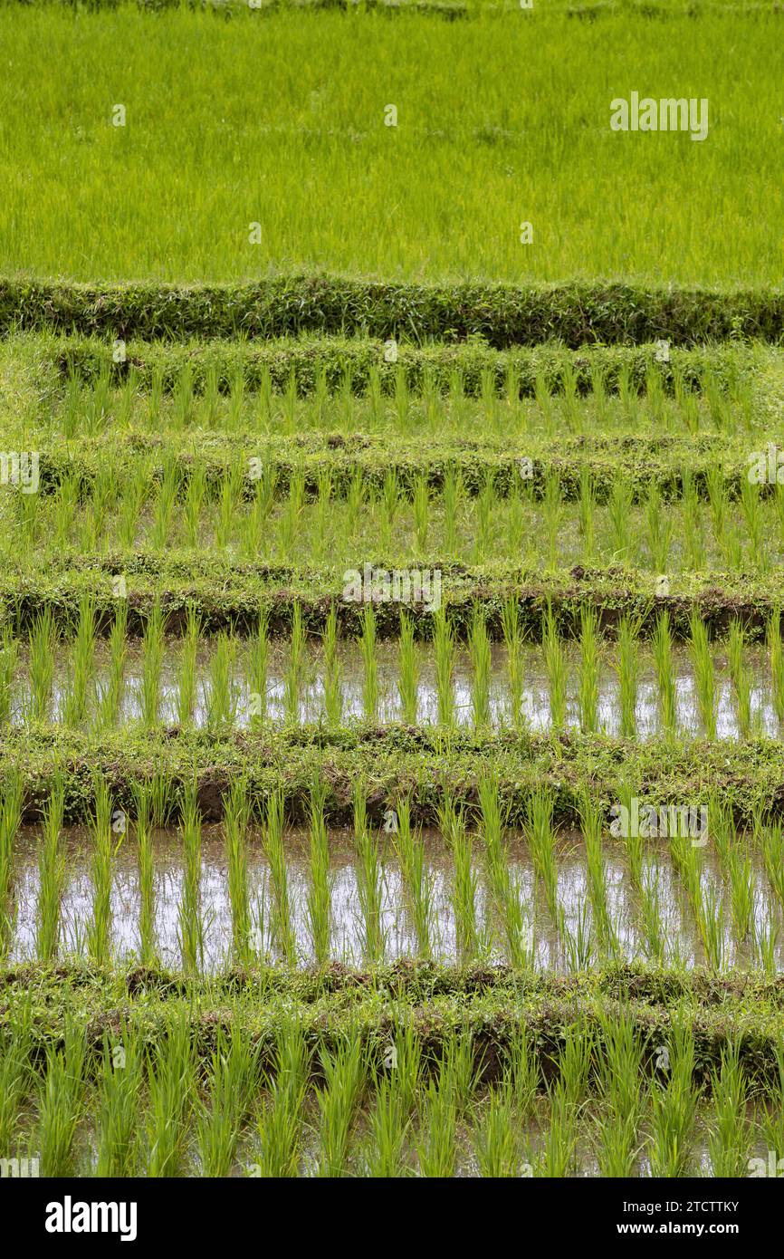 Rice fields near Muhanga, Rwanda Stock Photo - Alamy