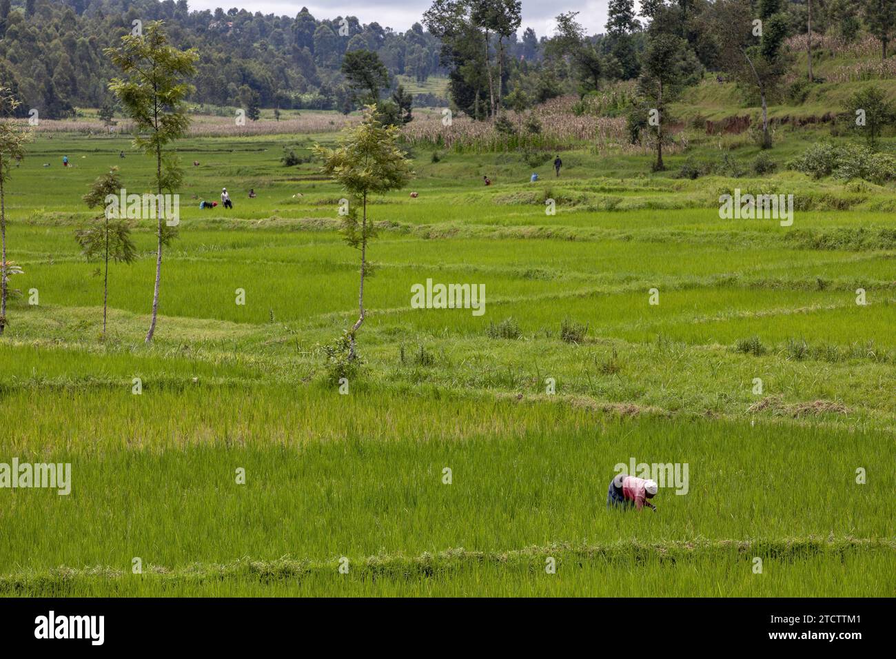 Rice fields near Muhanga, Rwanda Stock Photo - Alamy