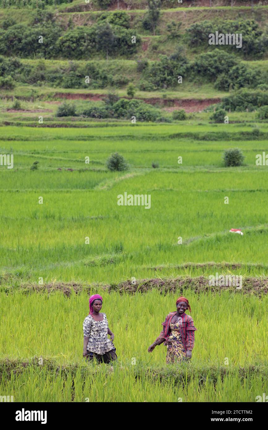 Farmers in rice fields near Muhanga, Rwanda Stock Photo - Alamy