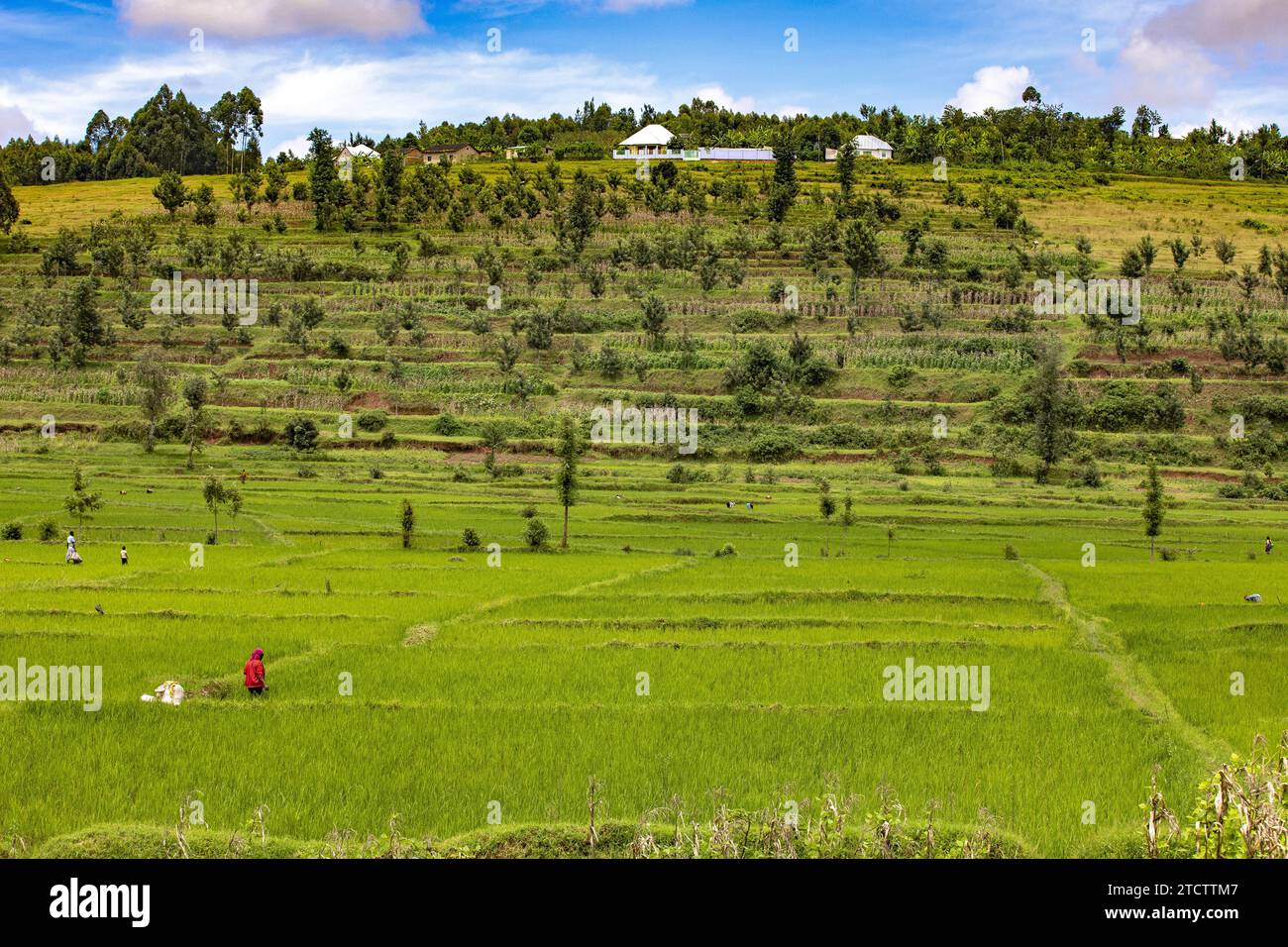 Rice fields near Muhanga, Rwanda Stock Photo - Alamy