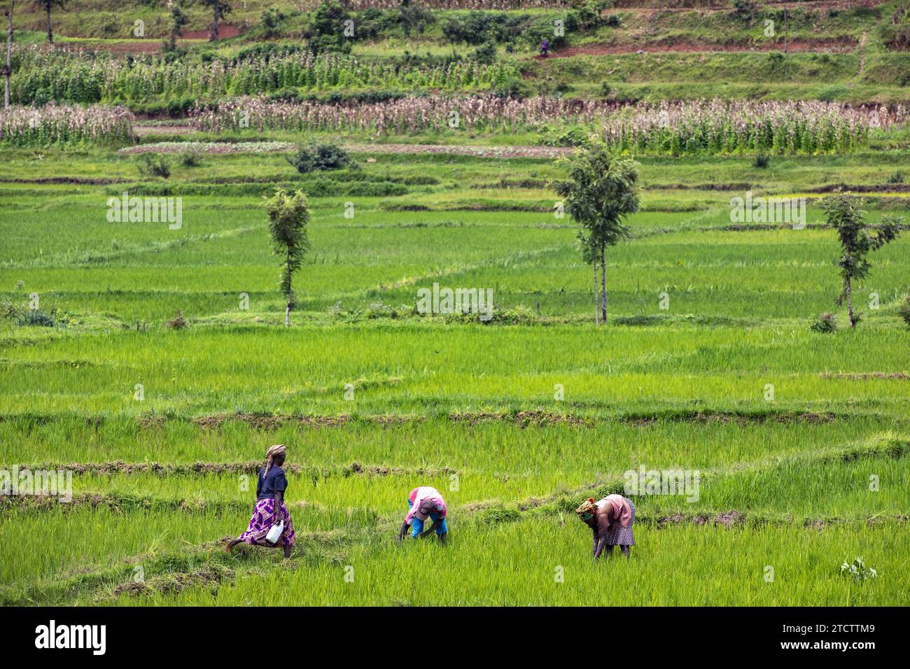 Farmers in rice fields near Muhanga, Rwanda Stock Photo - Alamy