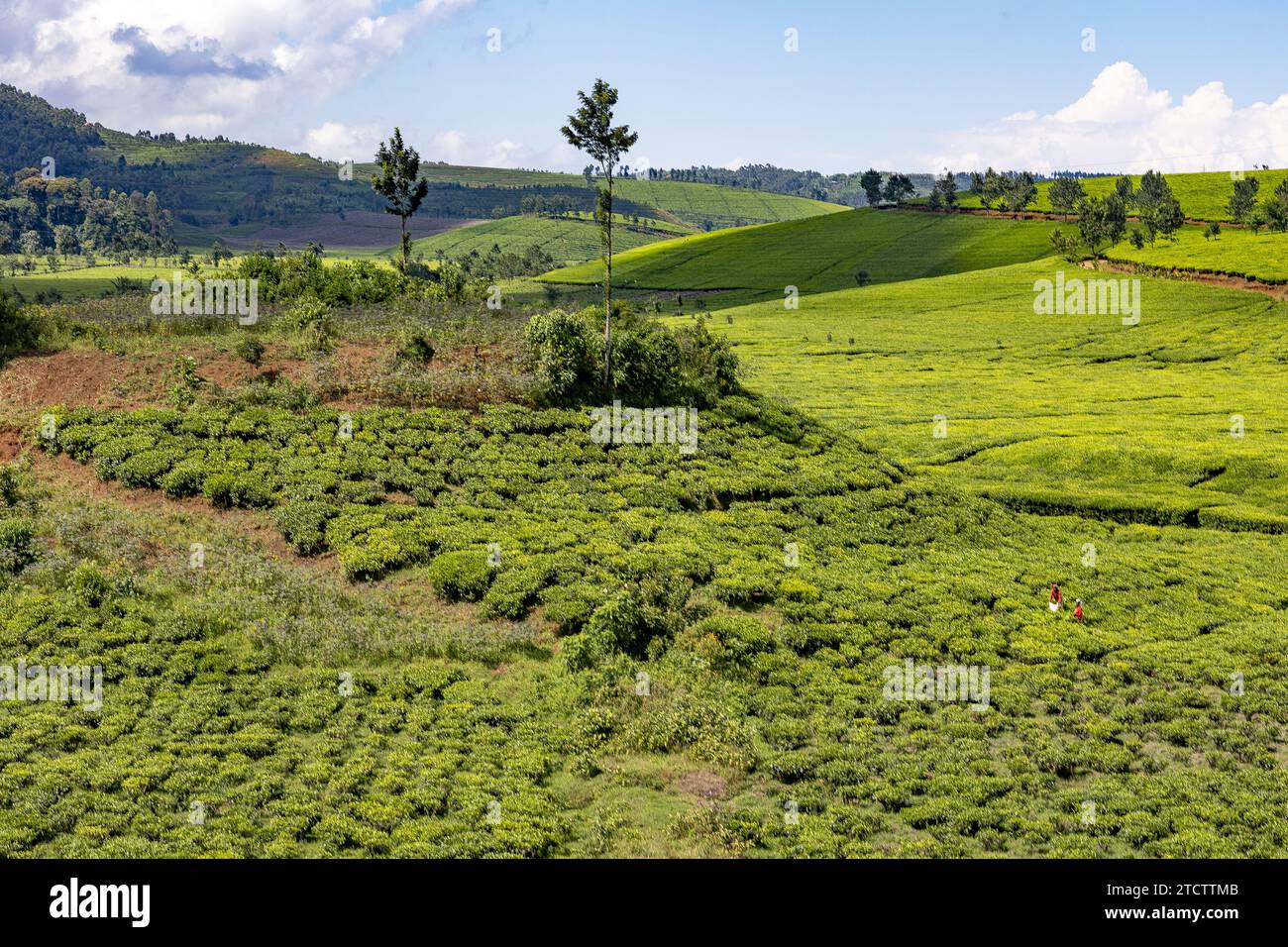 Tea estate rwanda hi-res stock photography and images - Alamy