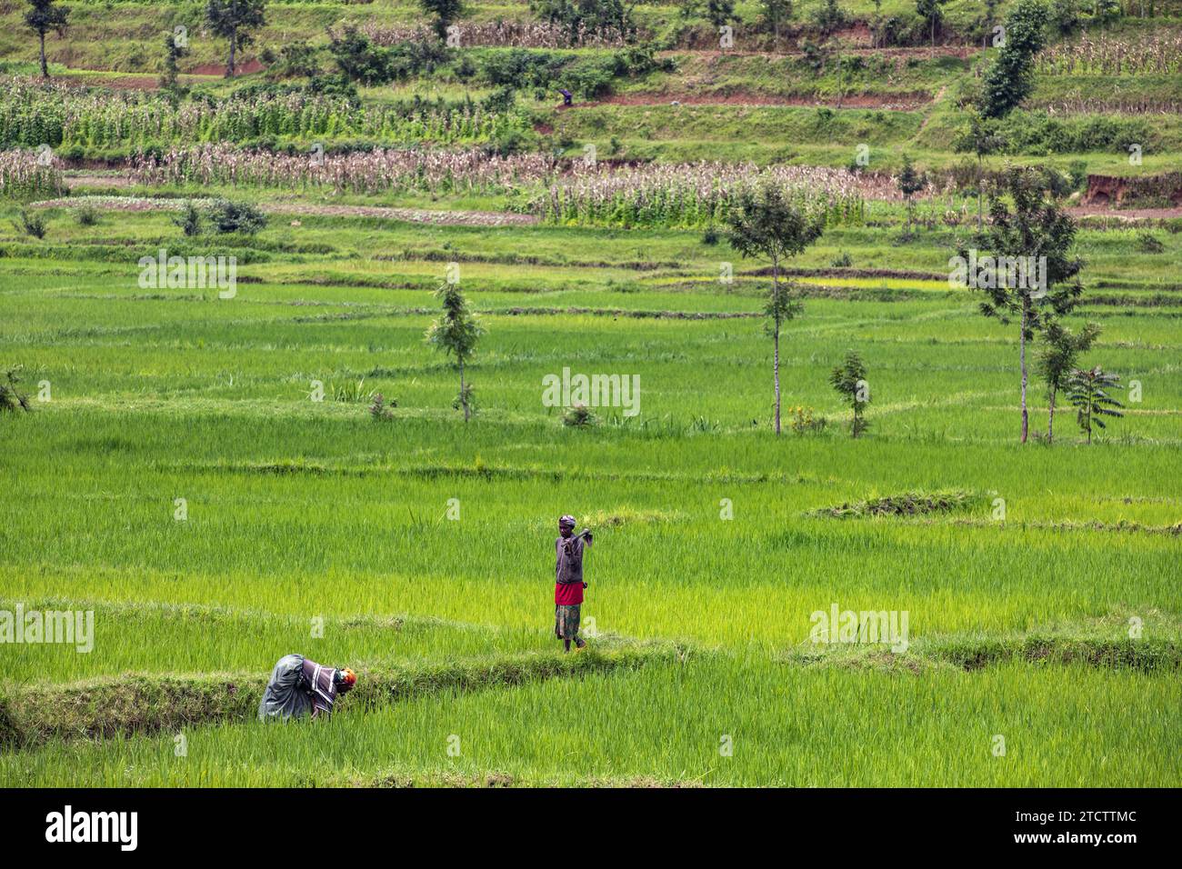 Farmers in rice fields near Muhanga, Rwanda Stock Photo - Alamy