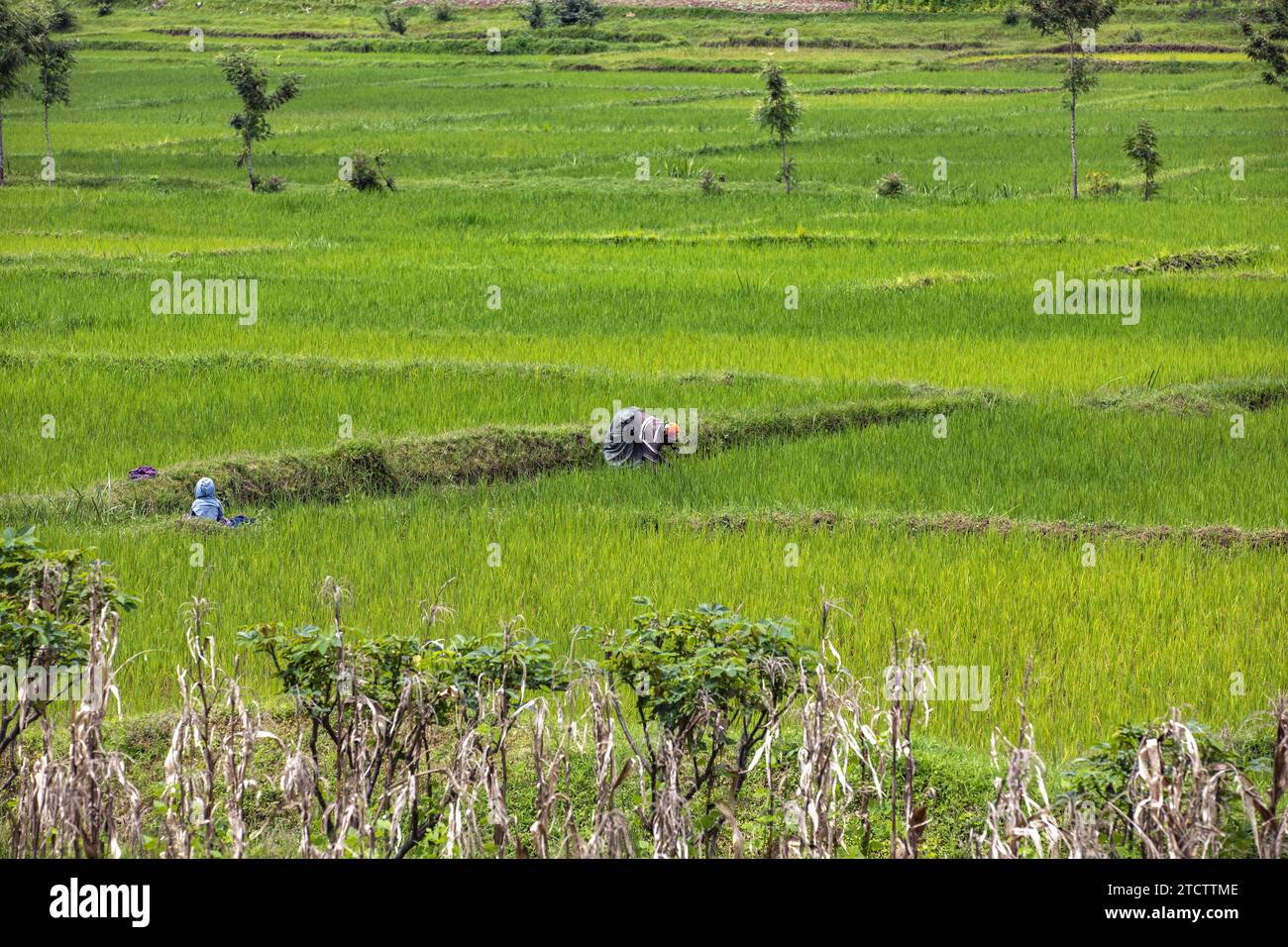 Farmers in rice fields near Muhanga, Rwanda Stock Photo - Alamy