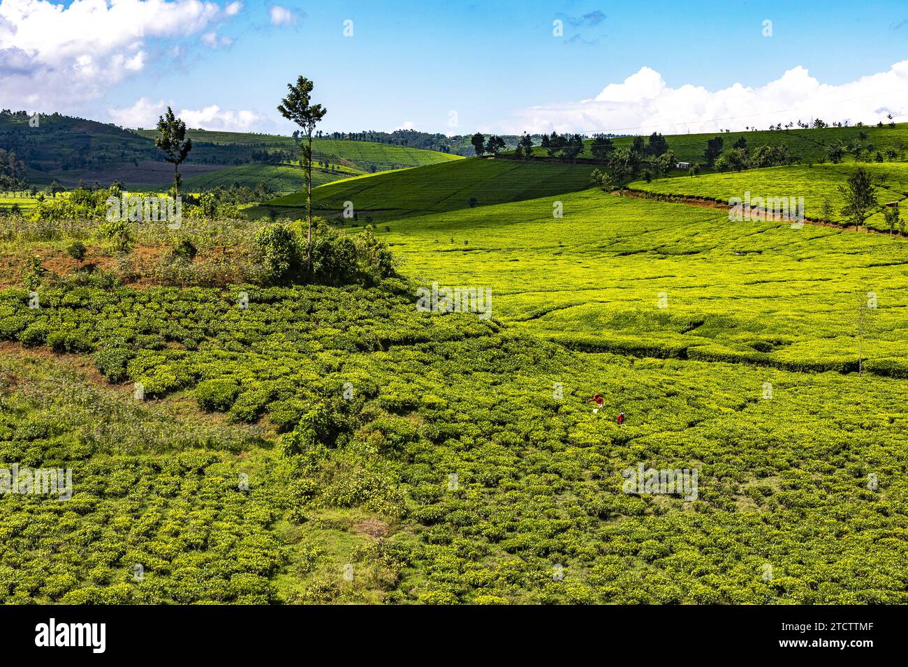 Tea estate in western province, Rwanda Stock Photo - Alamy