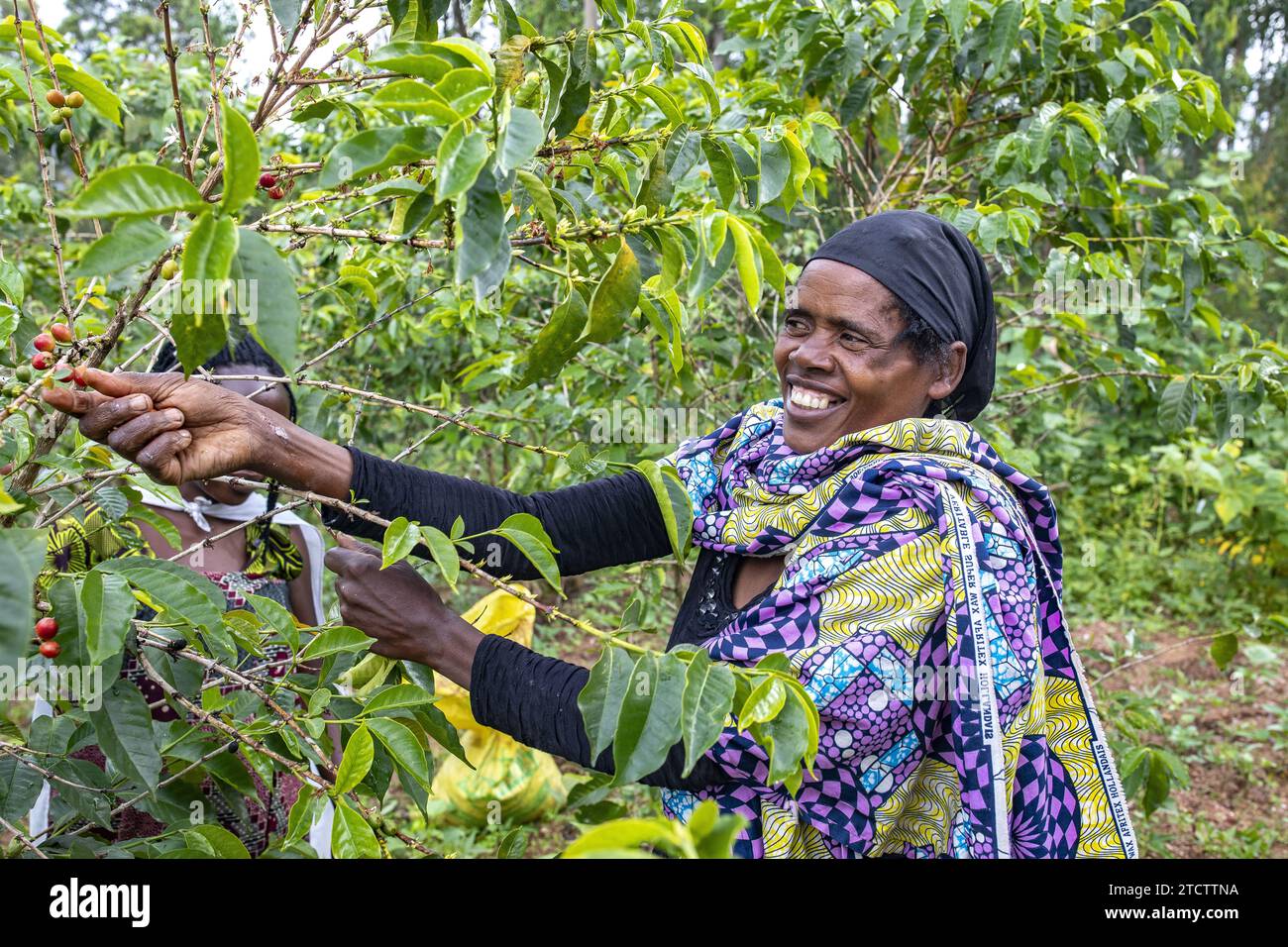 Rwanda coffee bean hi-res stock photography and images - Alamy