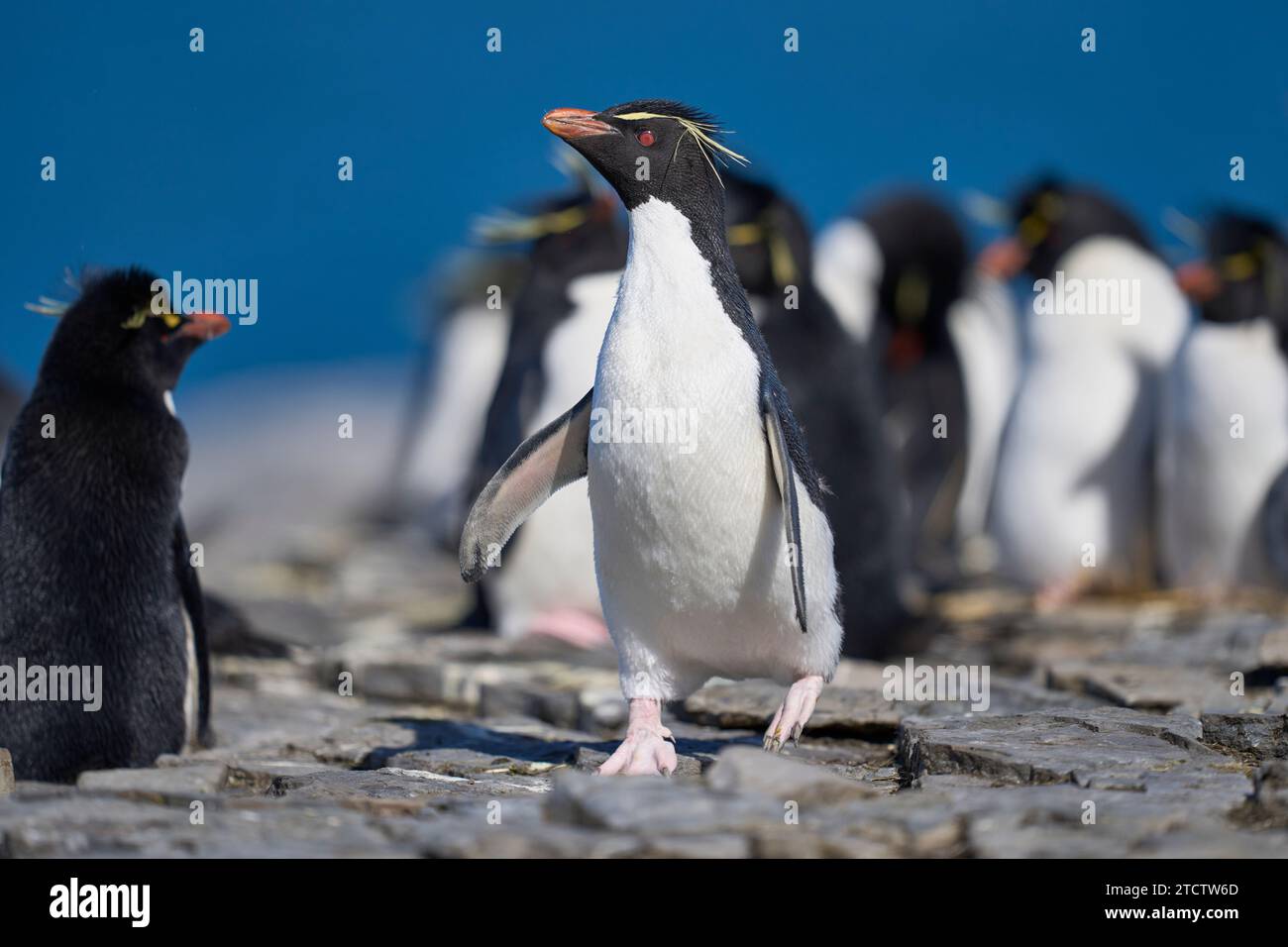 Rockhopper Penguins (Eudyptes chrysocome) at their colony on the coast ...