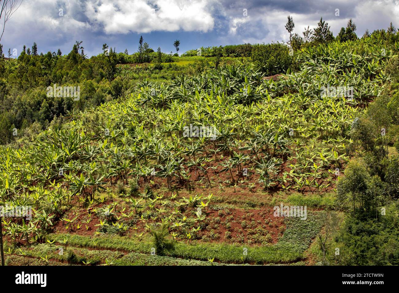 Banana tree plantation in central Rwanda Stock Photo - Alamy