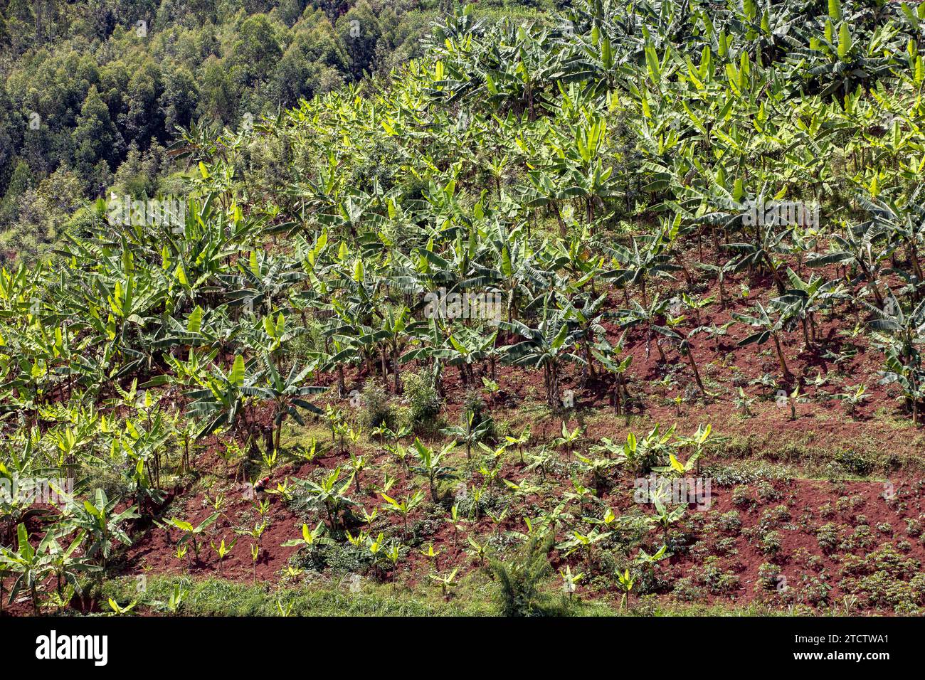 Banana tree plantation in central Rwanda Stock Photo - Alamy