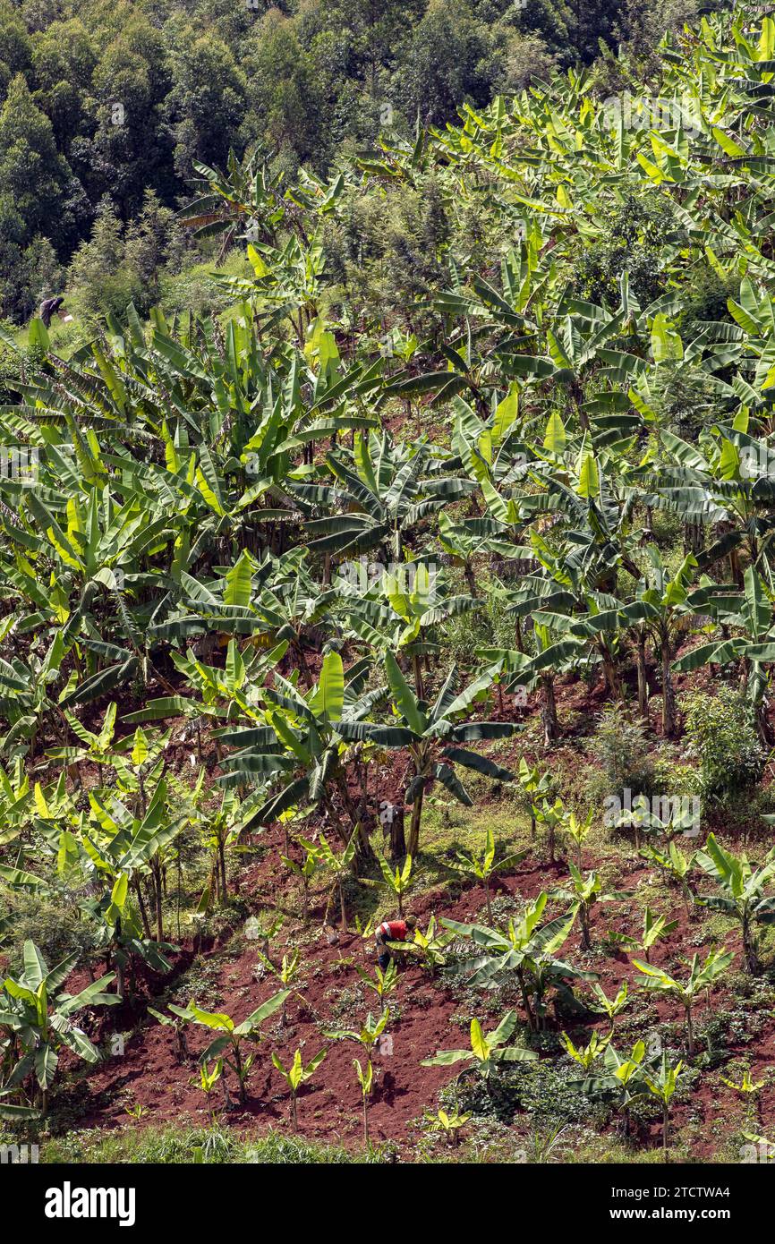 Banana tree plantation in central Rwanda Stock Photo - Alamy