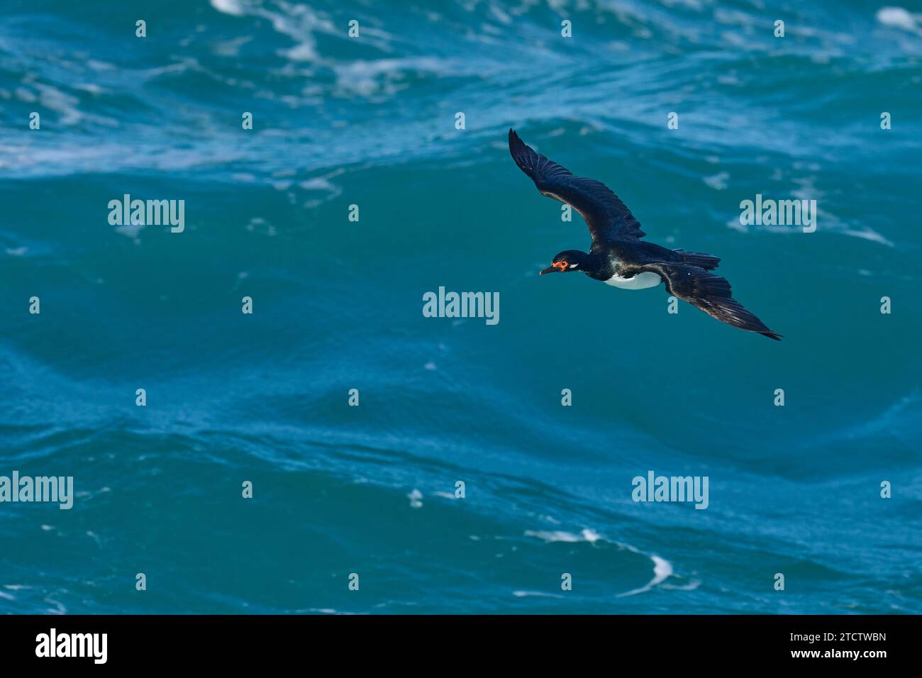 Rock Shag (Phalacrocorax magellanicus) in flight along the coast of ...