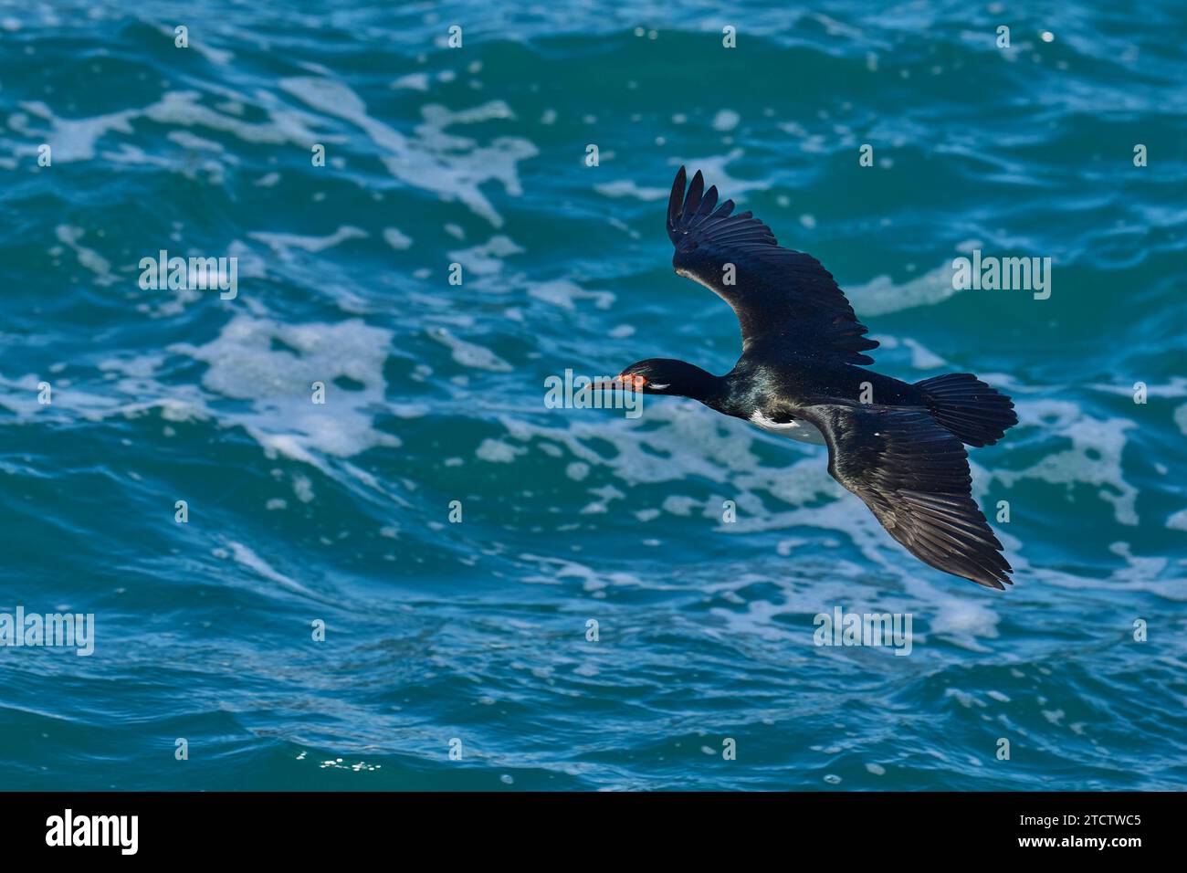 Rock Shag (Phalacrocorax magellanicus) in flight along the coast of ...