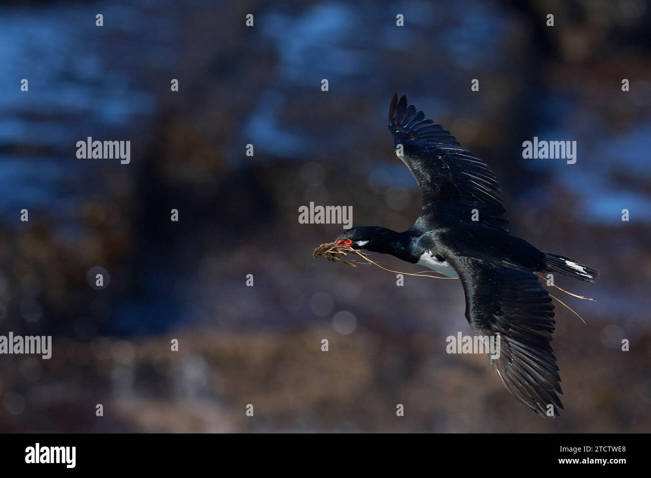 Rock Shag (Phalacrocorax magellanicus) in flight carrying pieces of ...