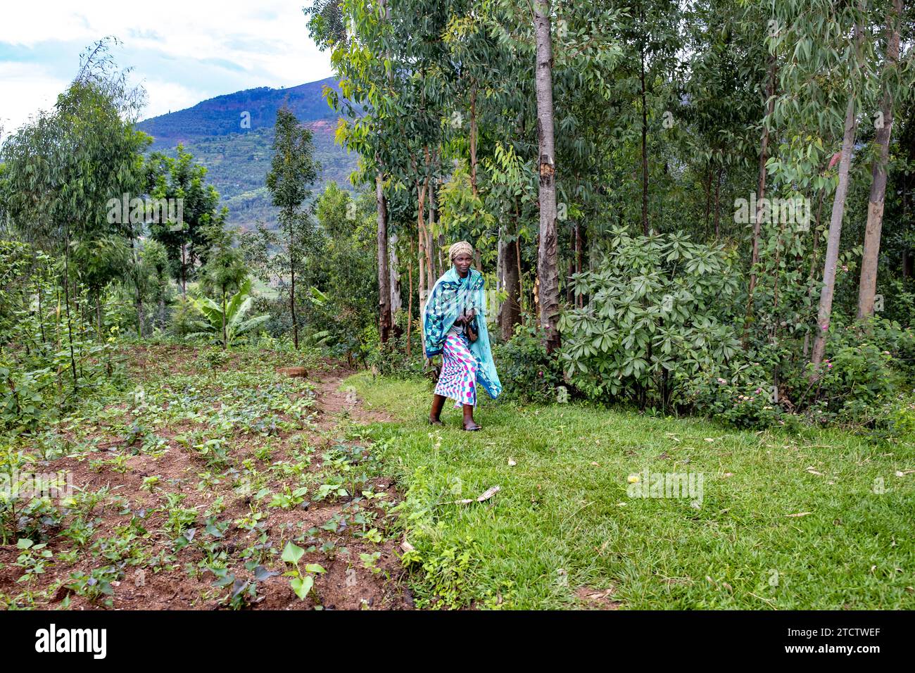 Village woman walking to a plot, southern province, Rwanda Stock Photo ...