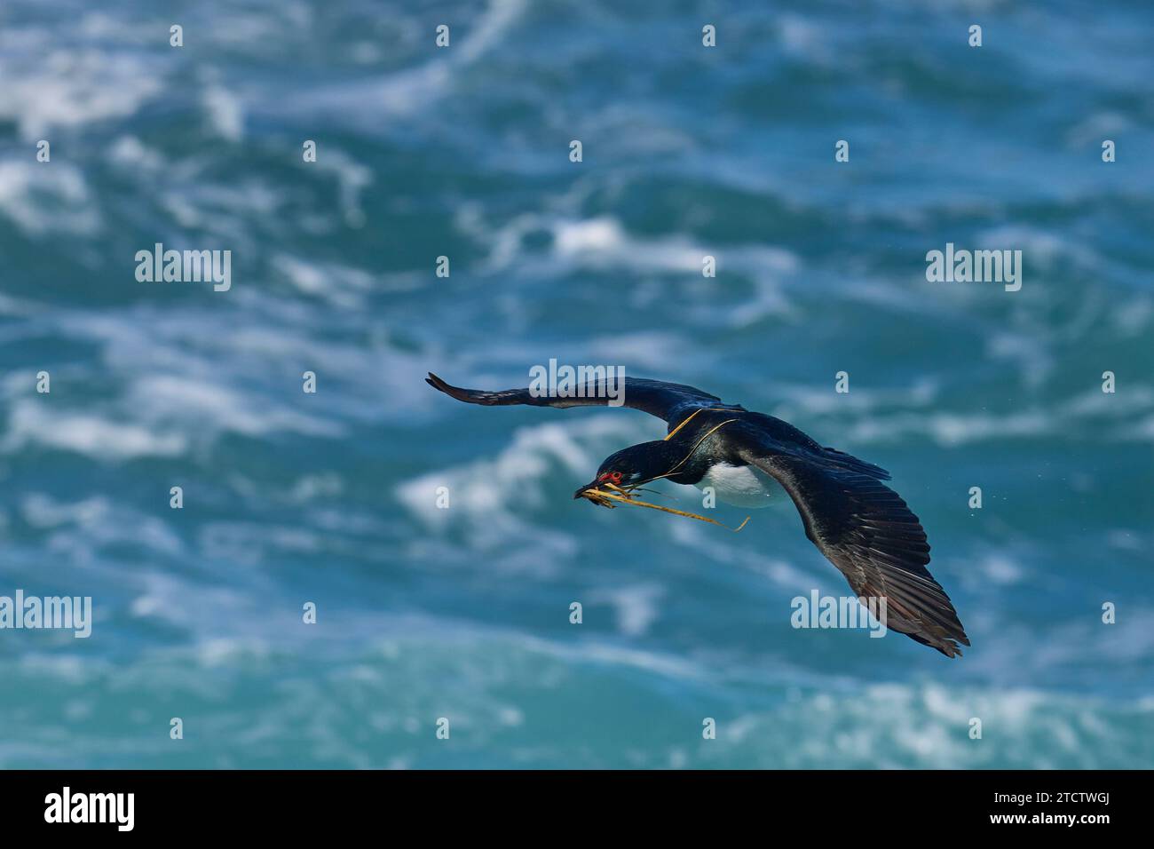 Rock Shag (Phalacrocorax magellanicus) in flight carrying pieces of ...