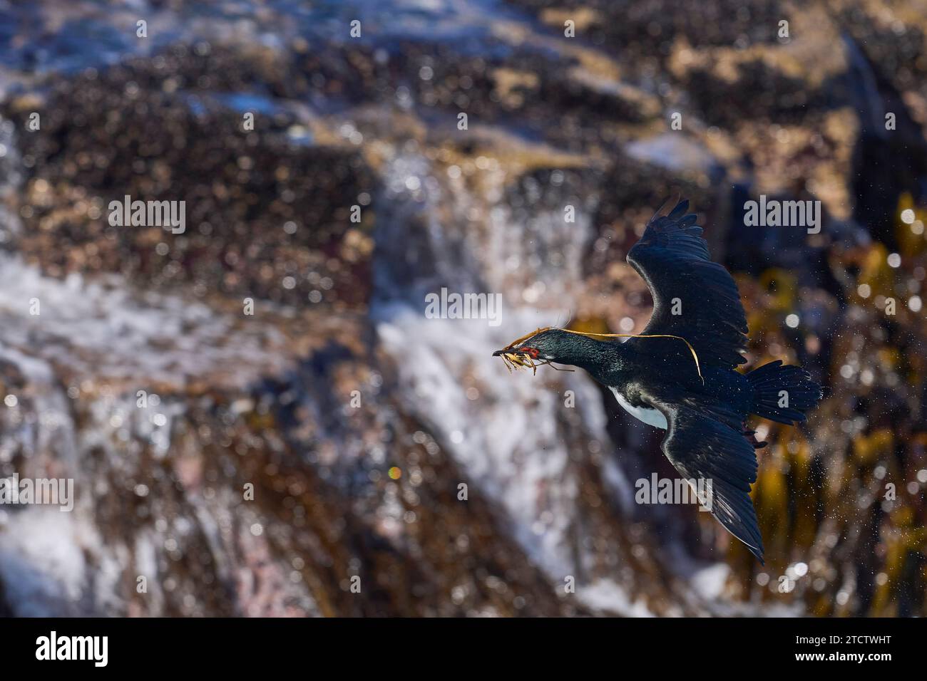 Rock Shag (Phalacrocorax magellanicus) in flight carrying pieces of ...
