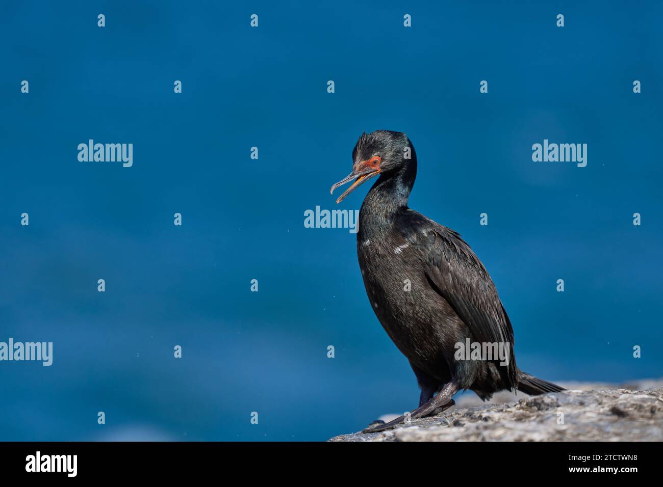 Young Rock Shag (Phalacrocorax magellanicus) standing on the coast of ...