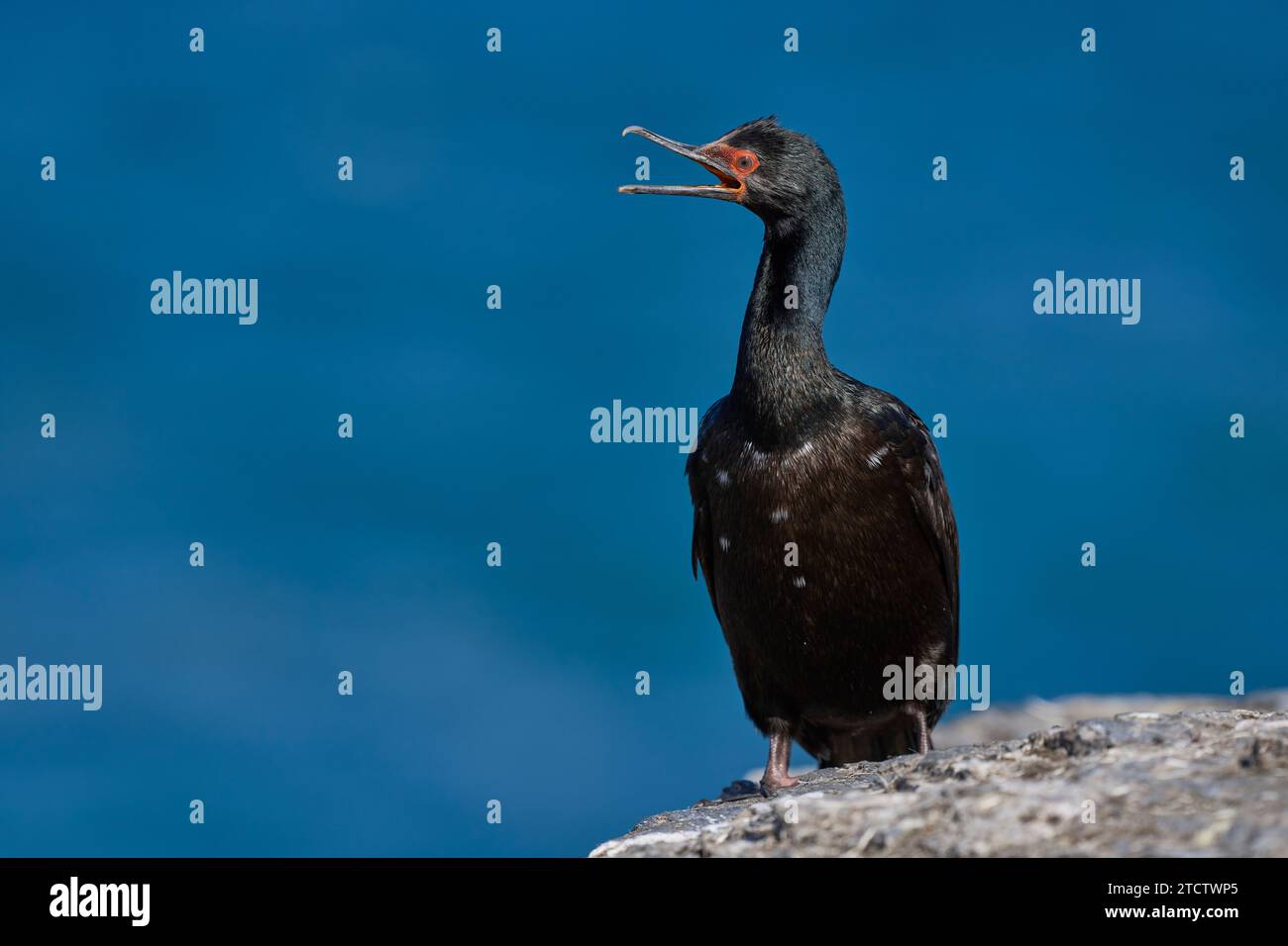 Young Rock Shag (Phalacrocorax magellanicus) standing on the coast of ...