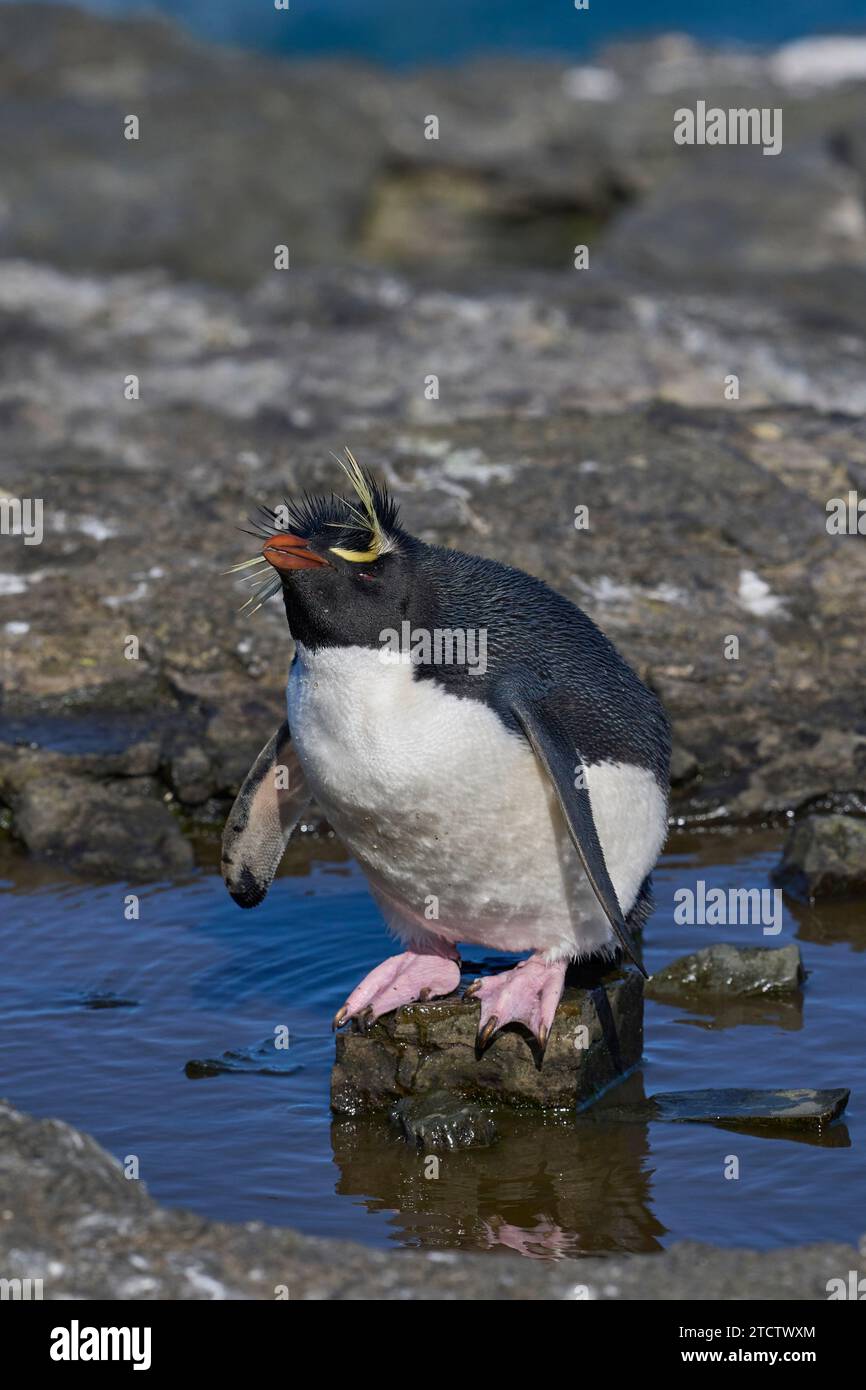 Rockhopper Penguins (Eudyptes chrysocome) at their colony on the coast ...
