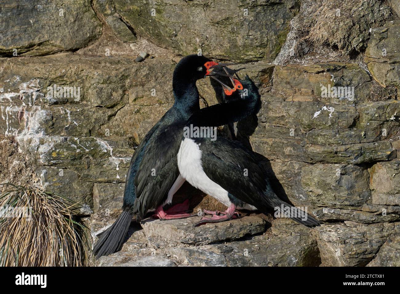 Pair of Rock Shag (Phalacrocorax magellanicus) courting on the cliffs ...