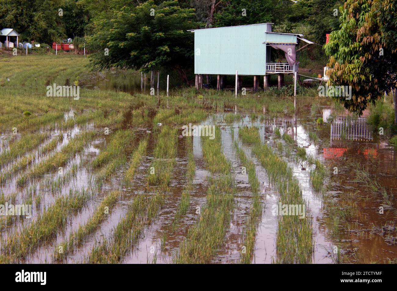 Typical vietnamese house in field Stock Photo - Alamy