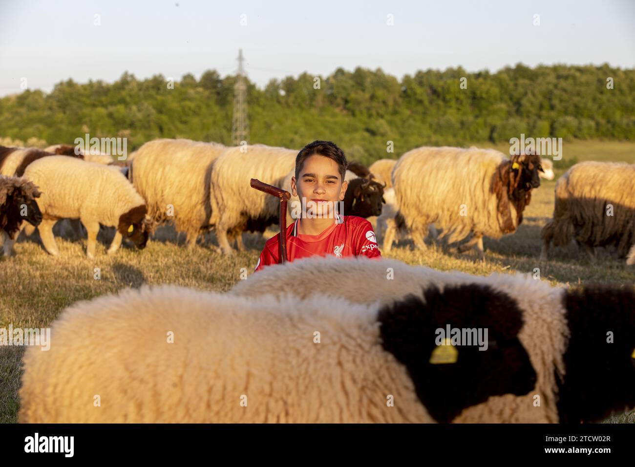 Teenager herding cattle near Istog, Kosovo Stock Photo - Alamy