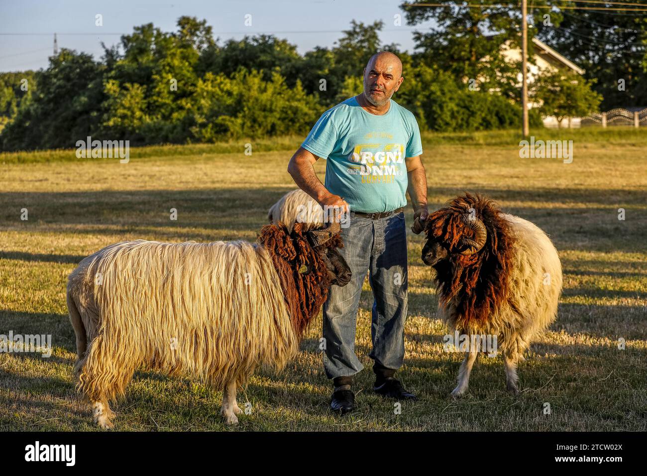 Cattle herder near Istog, Kosovo Stock Photo - Alamy