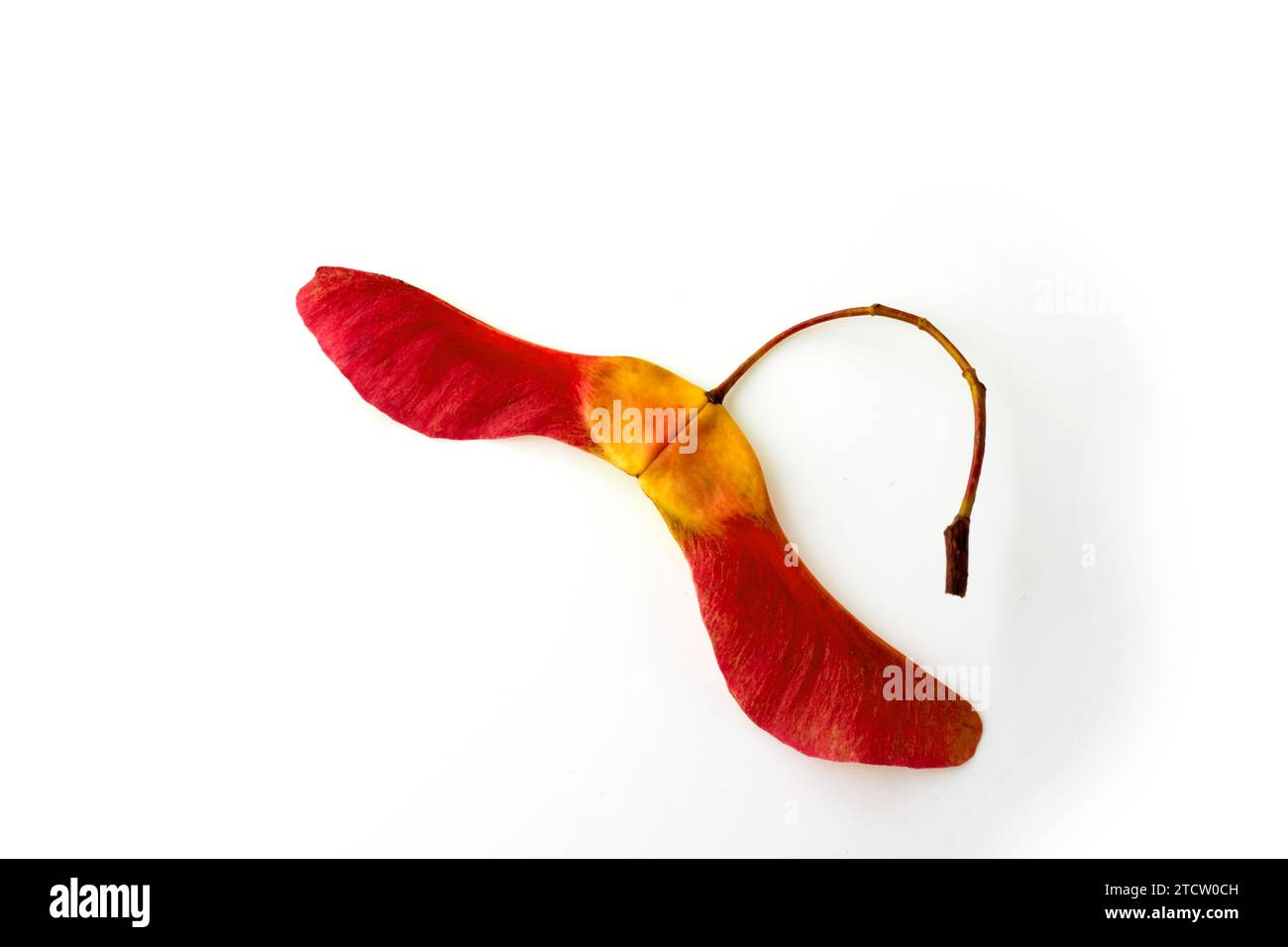 Red yellow maple seed pod isolated on white background Stock Photo - Alamy