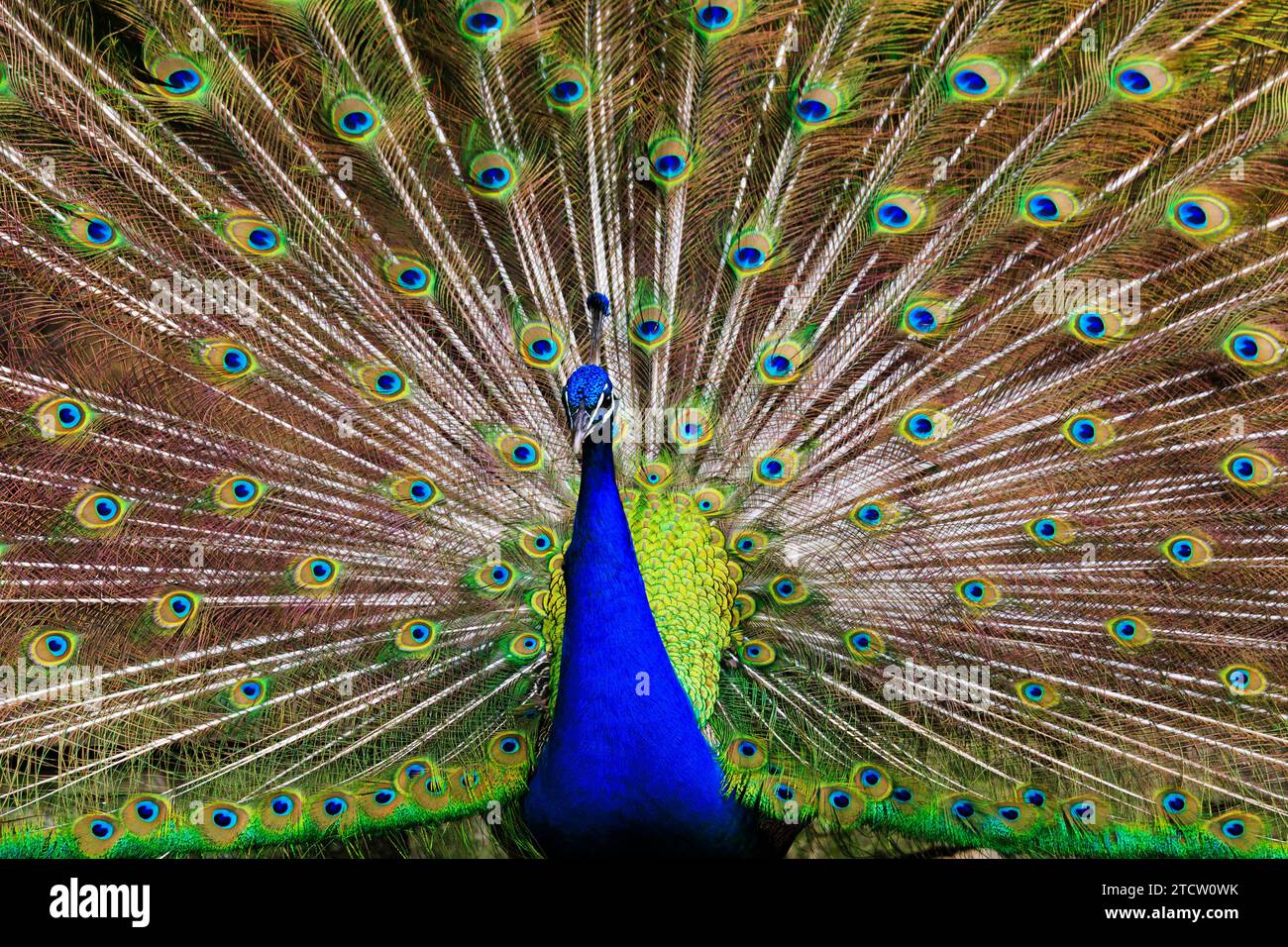 Peacock feathers display. phasianidae pavoninae Stock Photo - Alamy