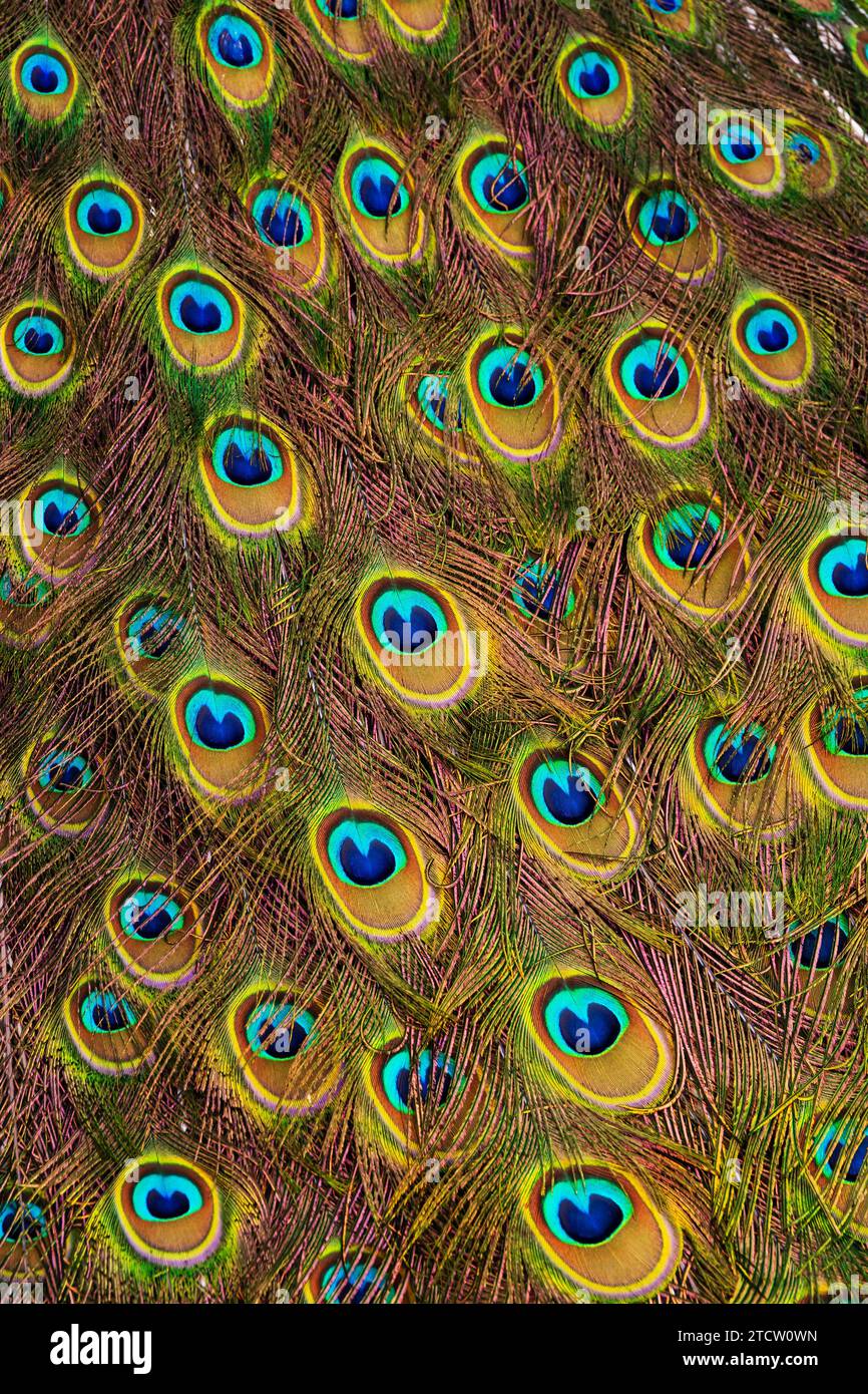 Peacock feathers display. phasianidae pavoninae Stock Photo - Alamy