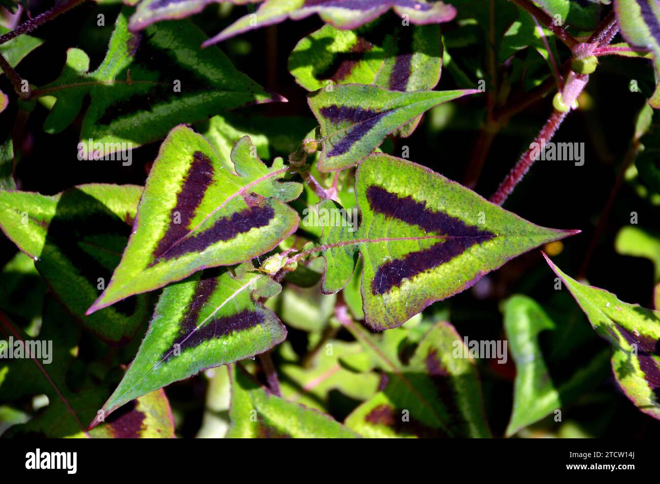 Green/Brown Persicaria Runcinata 'Purple Fantasy' Triangular Leaves ...