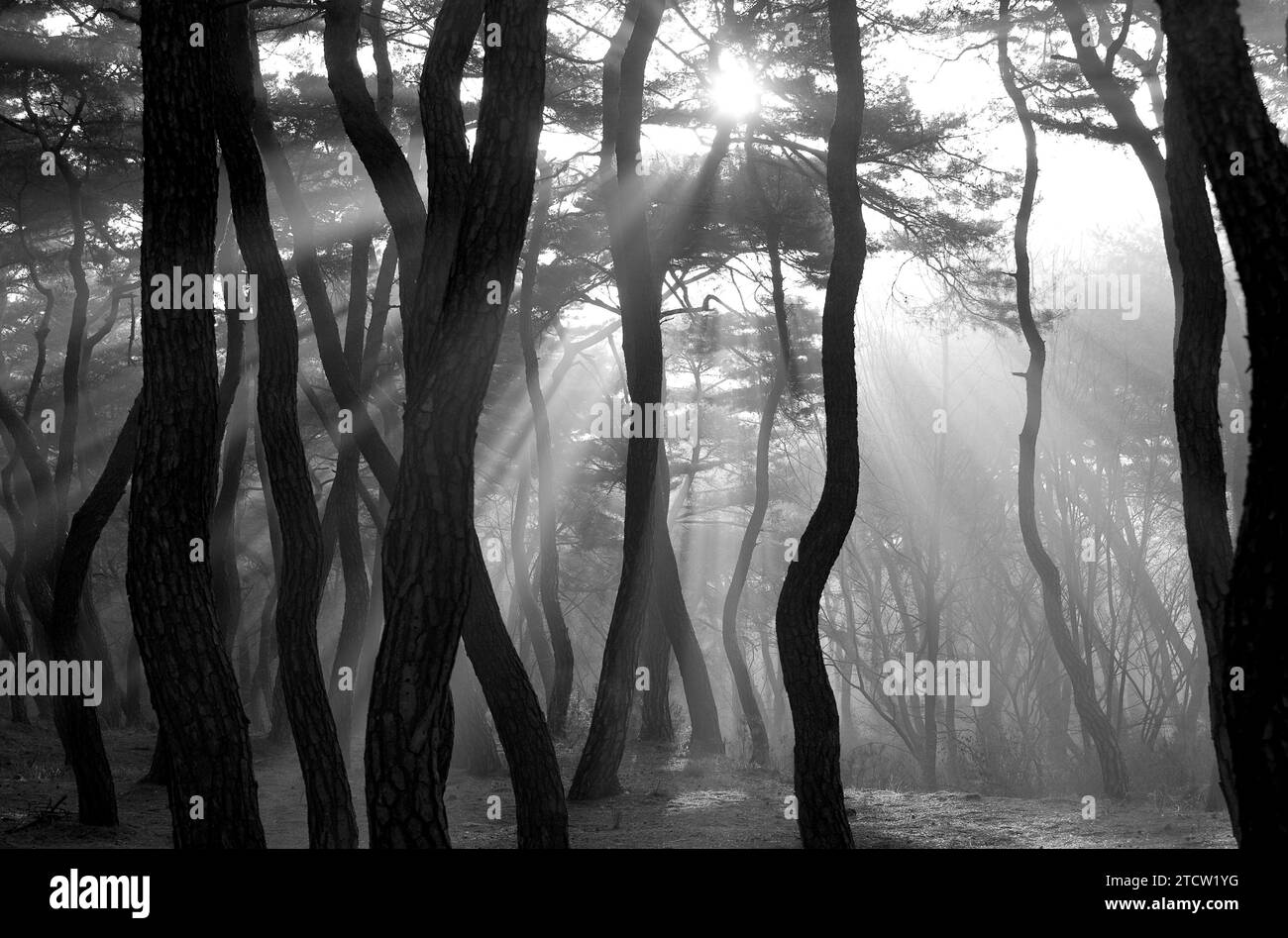 Morning sunlight and fog in ‘Samneung’, a pine forest in Gyeongju ...