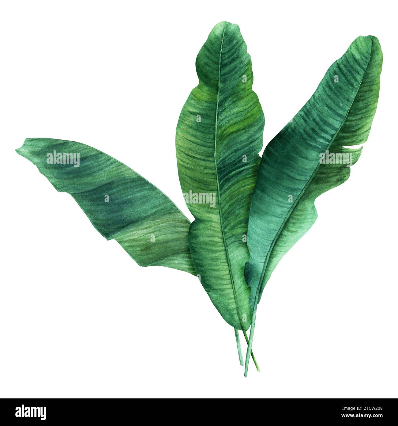 Composition of three banana tree leaves. Watercolor illustration ...