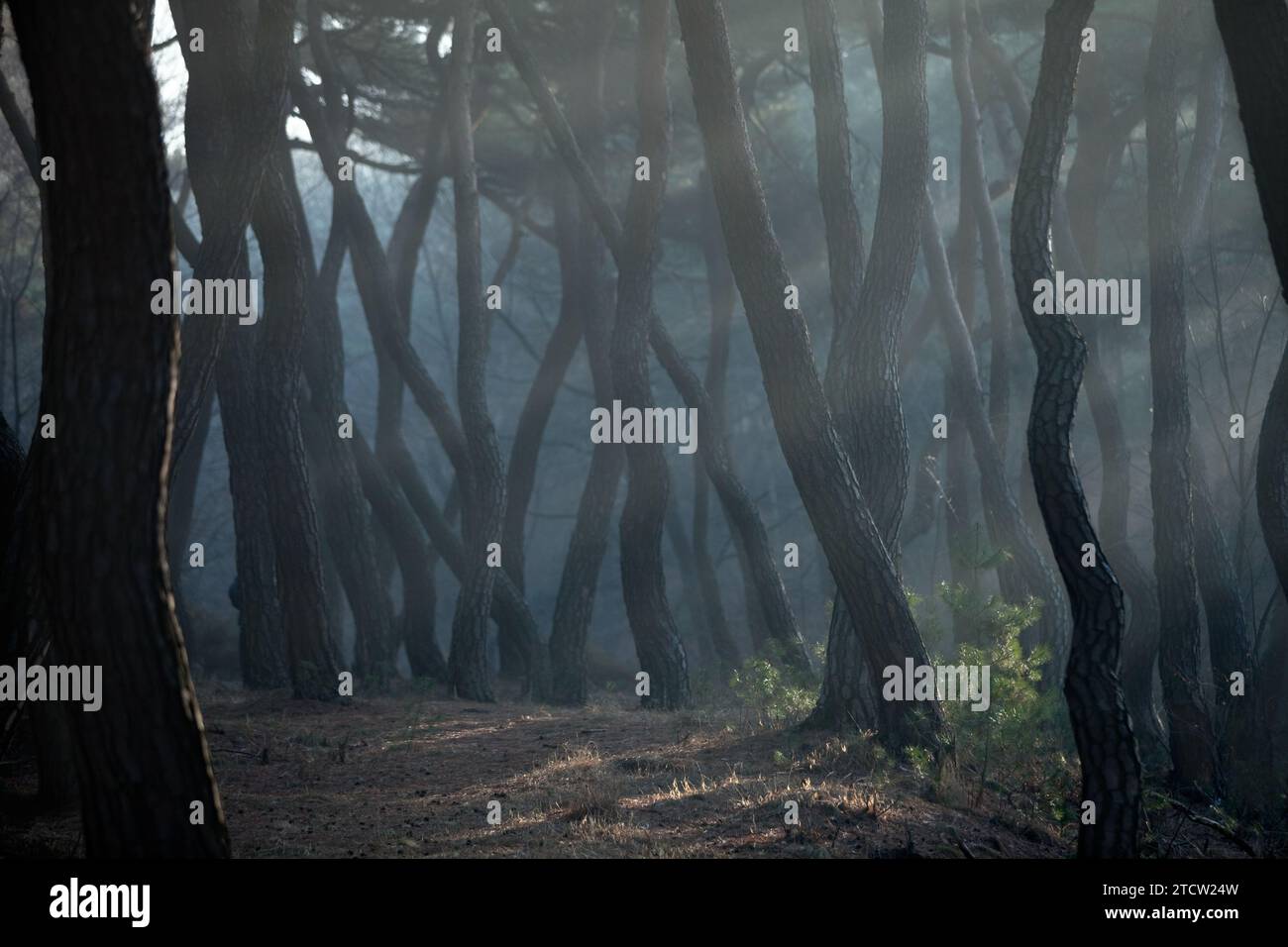 Korean pine trees hi-res stock photography and images - Alamy