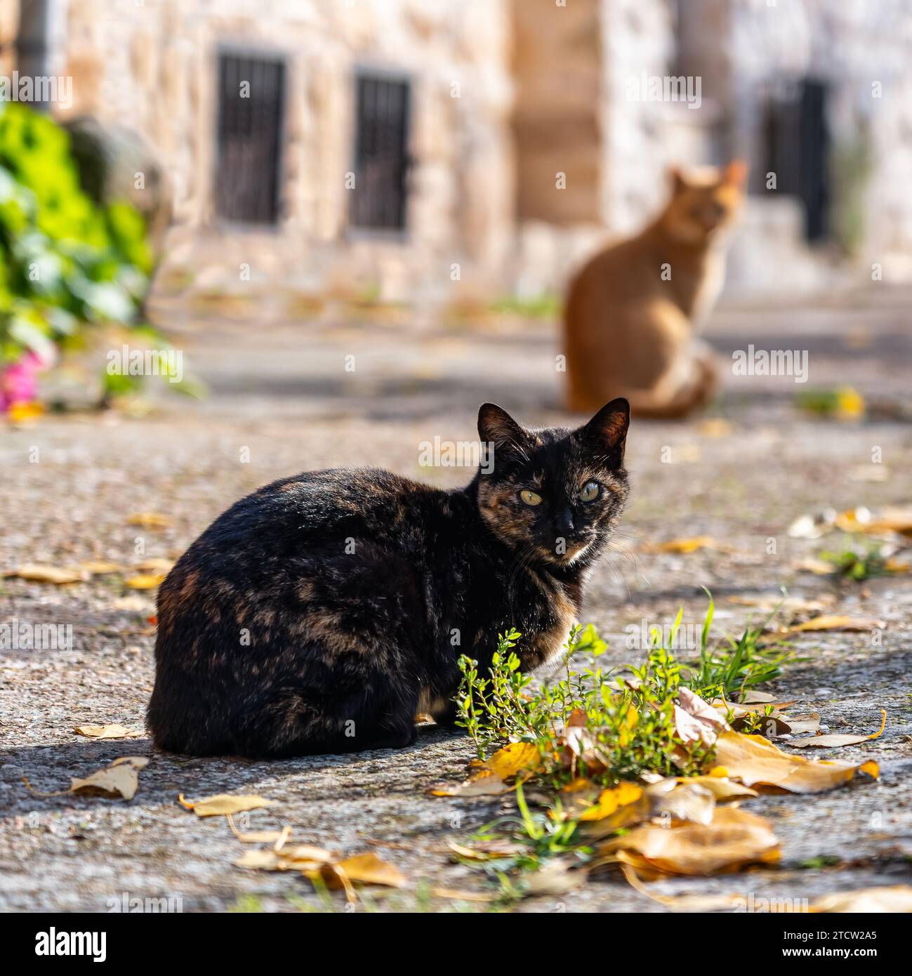 Stray black cat looking at camera on the street of an old Spanish ...