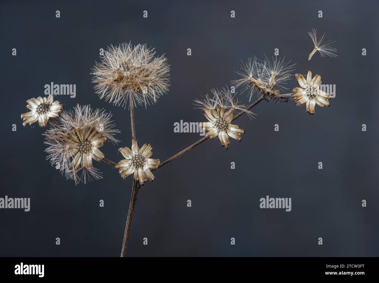 Macro view of tiny seeds and stem of tall ironweed (Vernonia gigantia ...