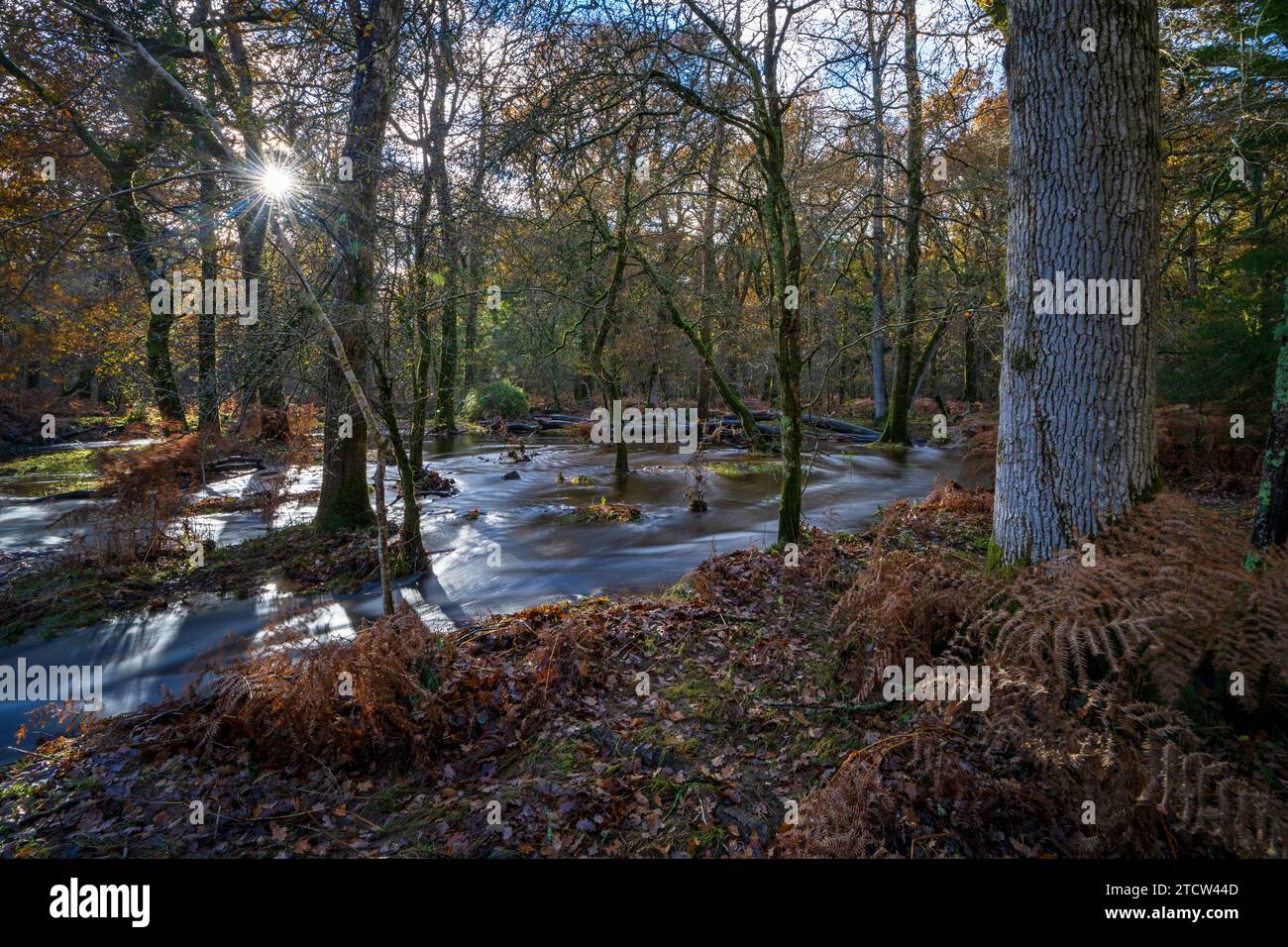 River stream brockenhurst hi-res stock photography and images - Alamy