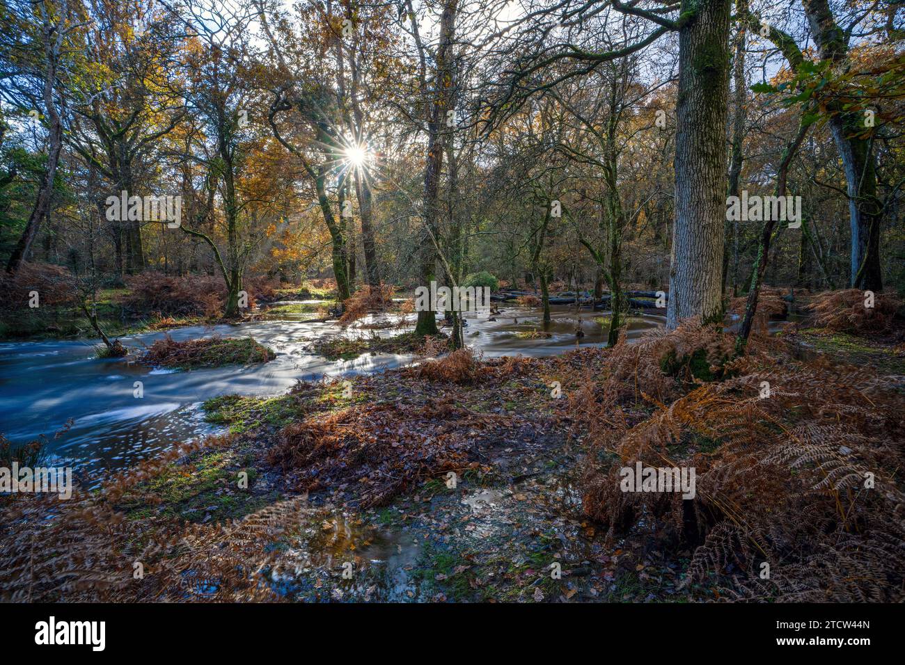 Blackwater Stream in The New Forest after heavy rain, Brockenhurst ...