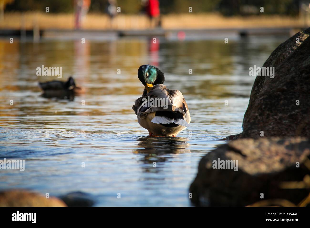 Lintukuva hi-res stock photography and images - Alamy
