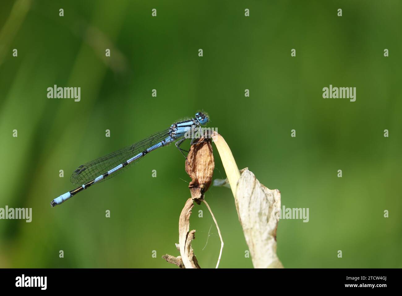 male common blue damselfly (Enallagma cyathigerum Stock Photo - Alamy