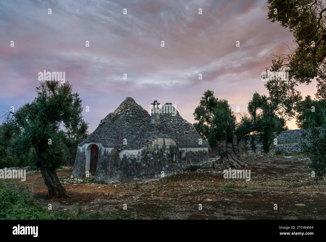 A view of a typical Trullo limestone house in an olive orchard in the Istria Valley in Apulia ...