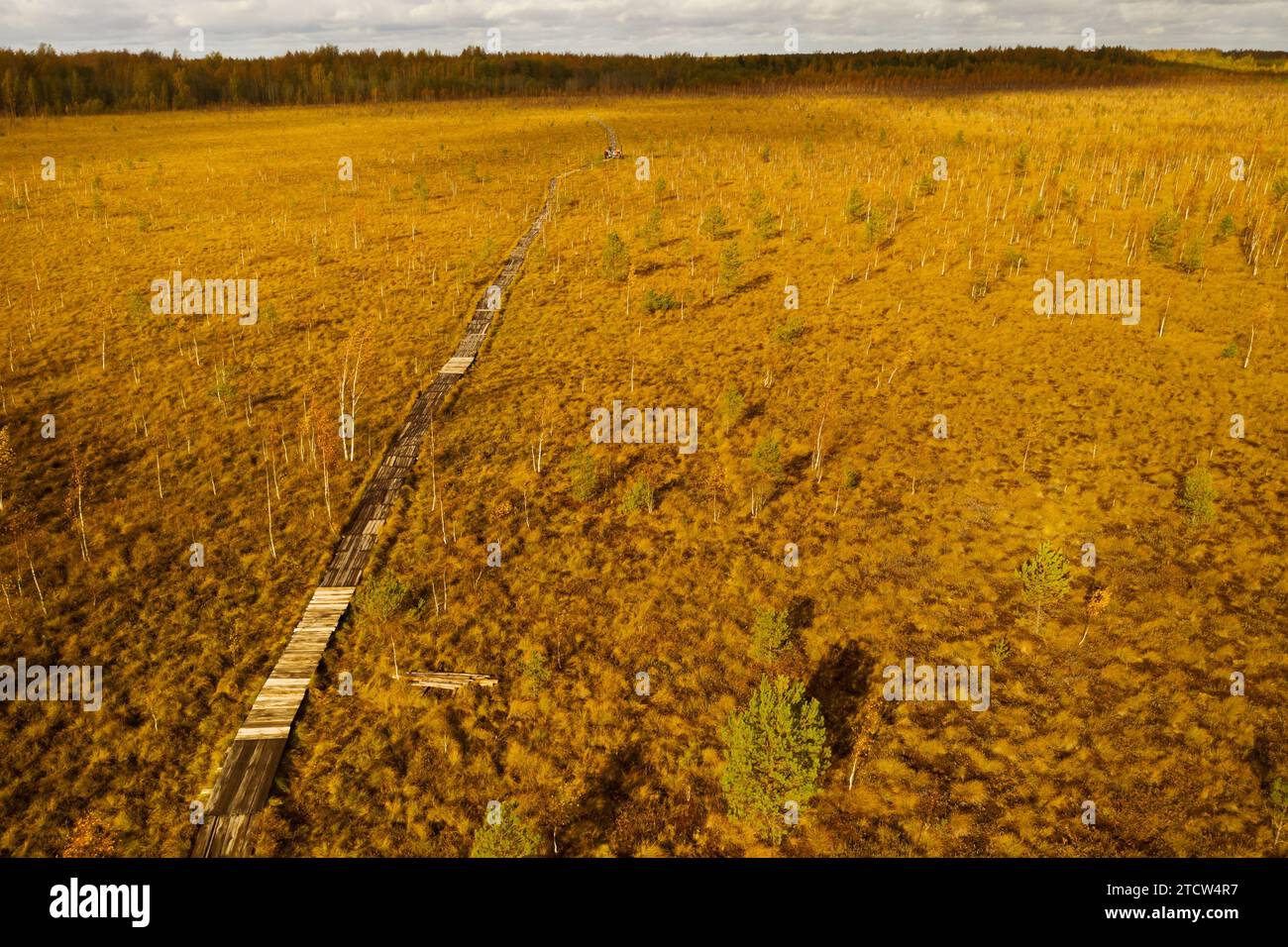 An aerial view of an autumn bog in Yelnya, Belarus, autumn. Ecosystems ...